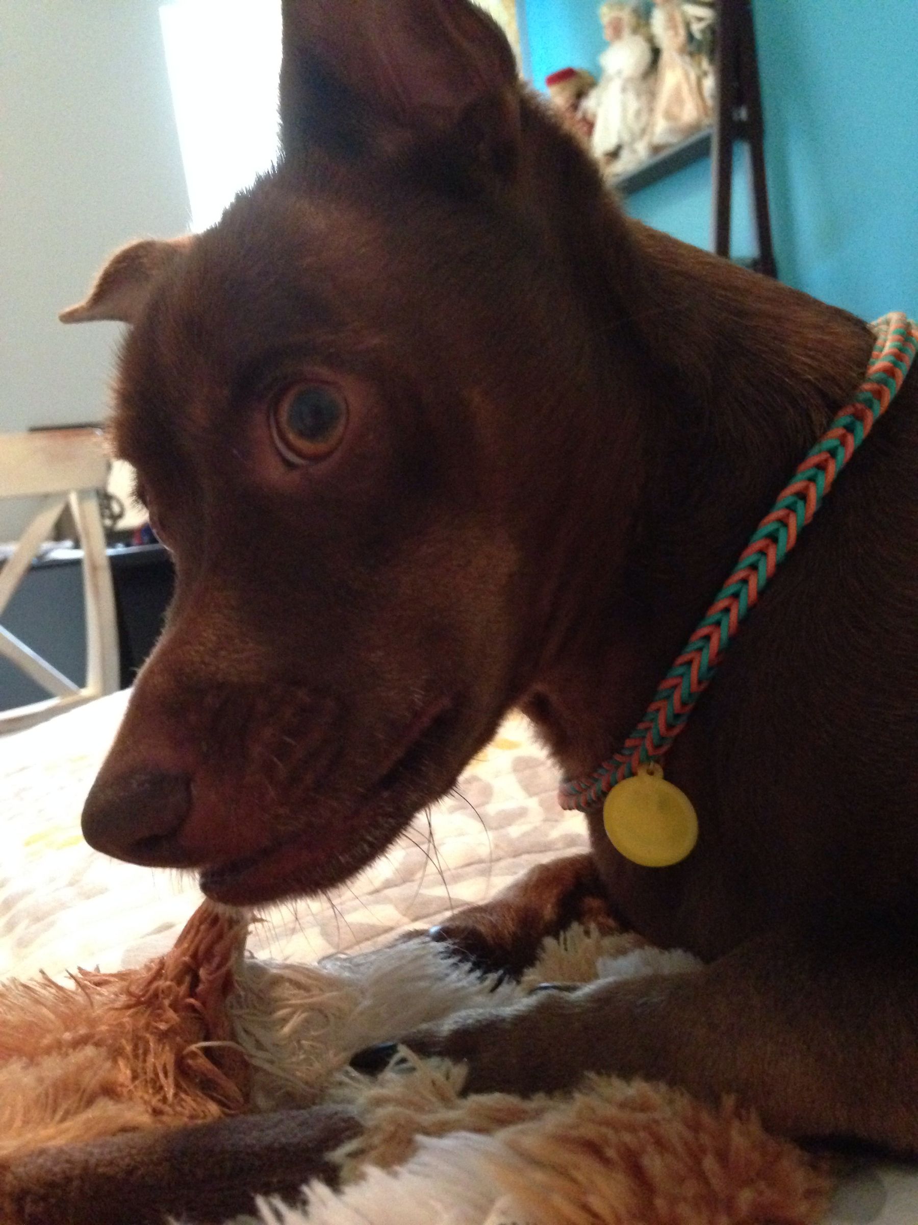 Loom Band Dog Collar : 12 Steps (with Pictures) - Instructables