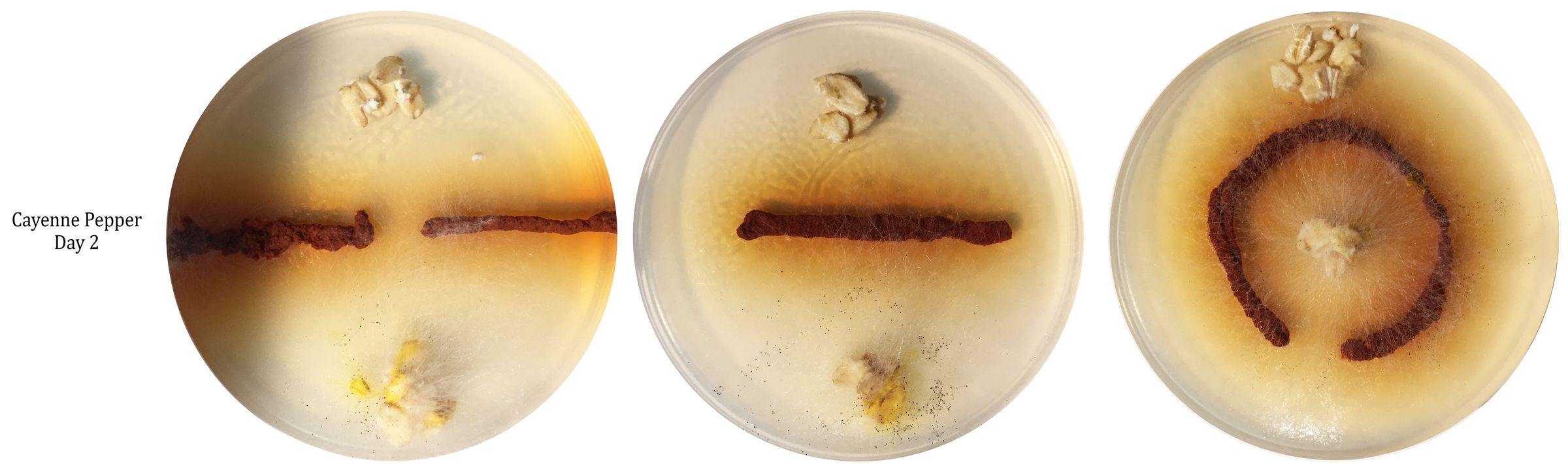 How to Grow SLIME MOLD : 9 Steps (with Pictures) - Instructables