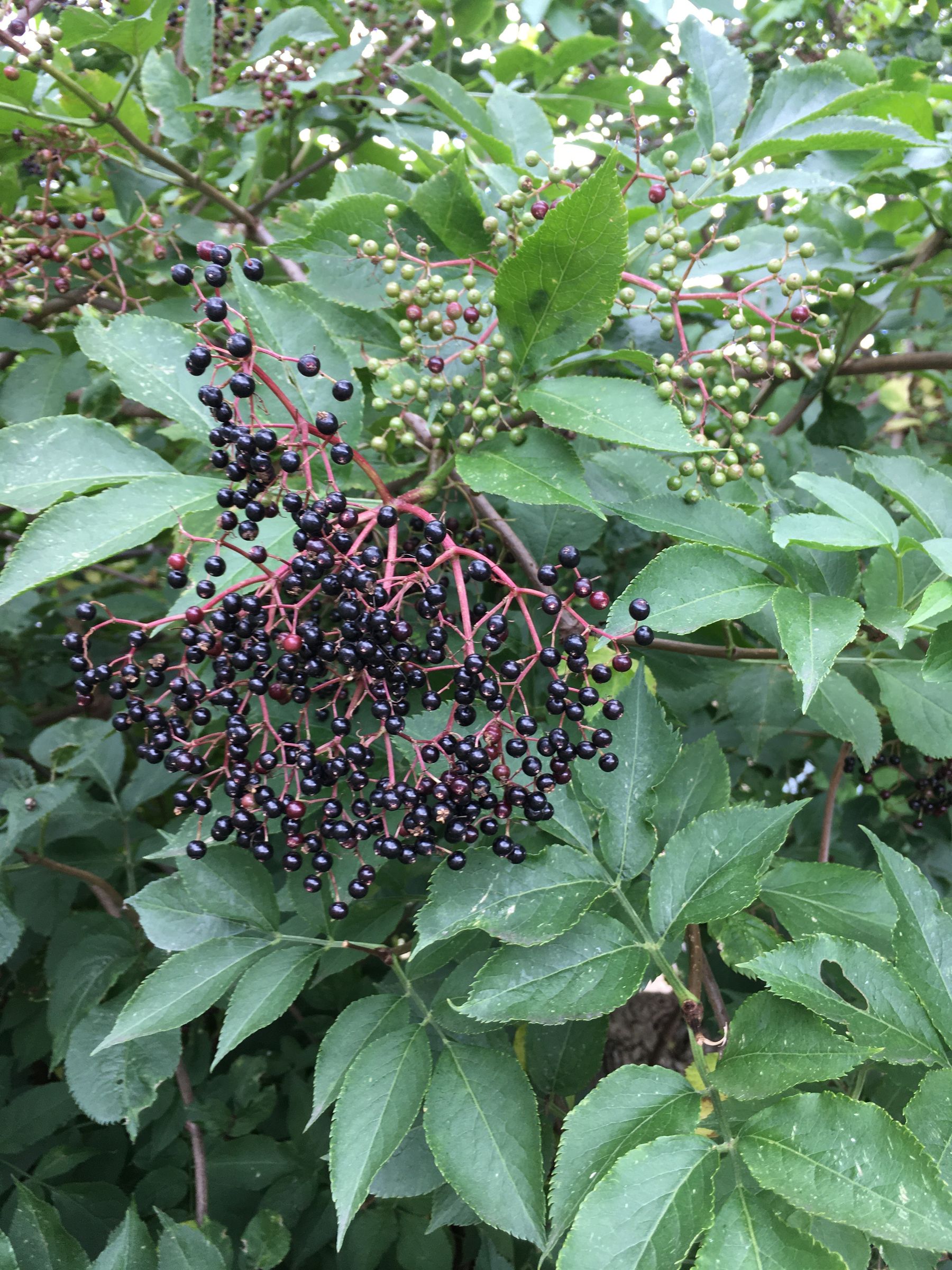 Home Made Ink From Nature: Perfect Purples : 18 Steps (with Pictures ...