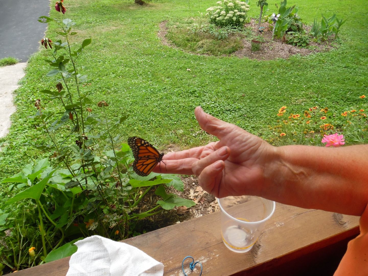 Monarch Butterfly Farm : 5 Steps (with Pictures) - Instructables