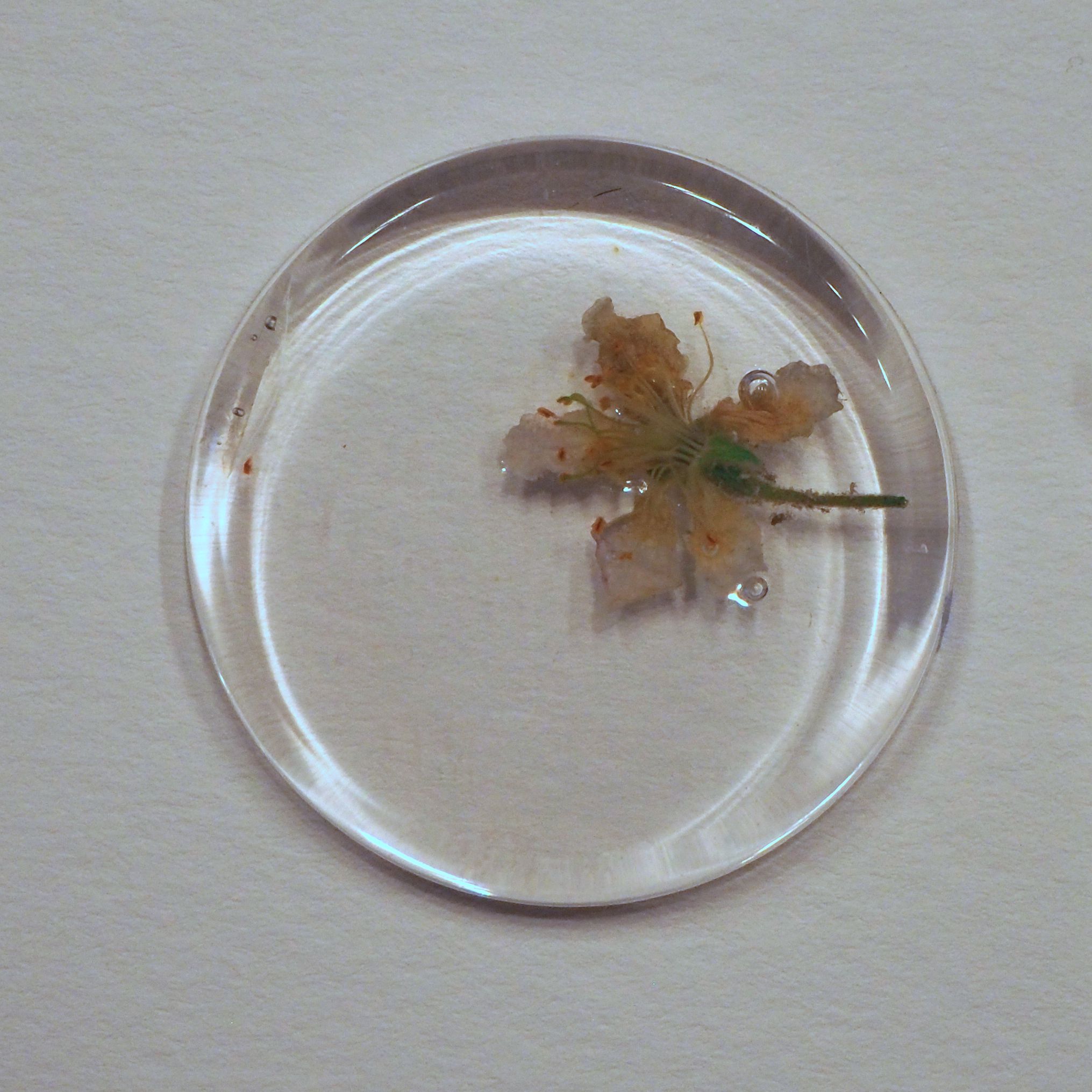 Techniques to Embed Flowers in Resin : 12 Steps (with Pictures ...