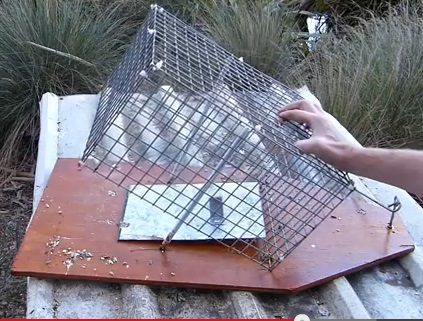 Drop Cage Bird Trap - Instructables