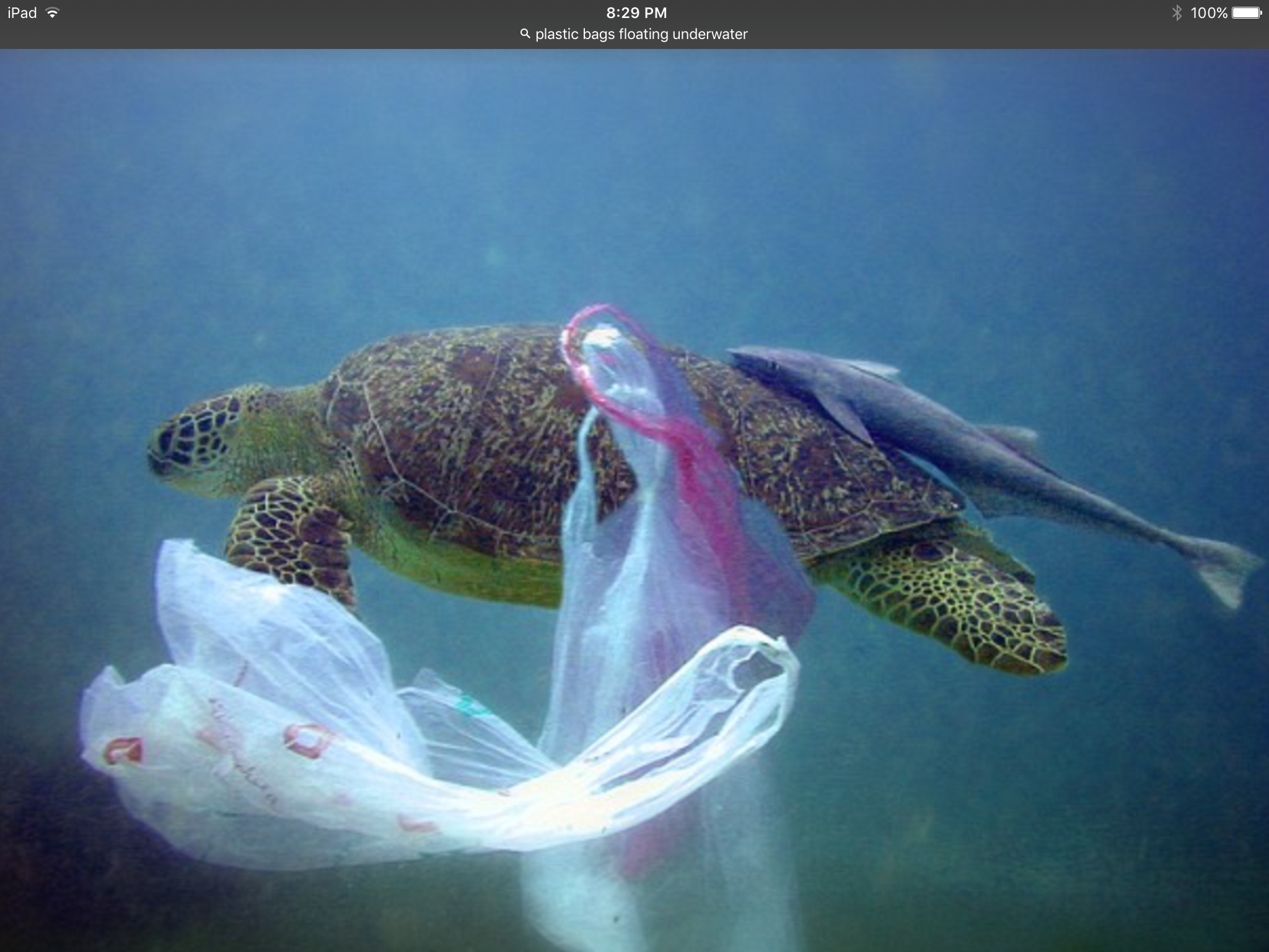 Save Ocean Wildlife at Home : 9 Steps - Instructables