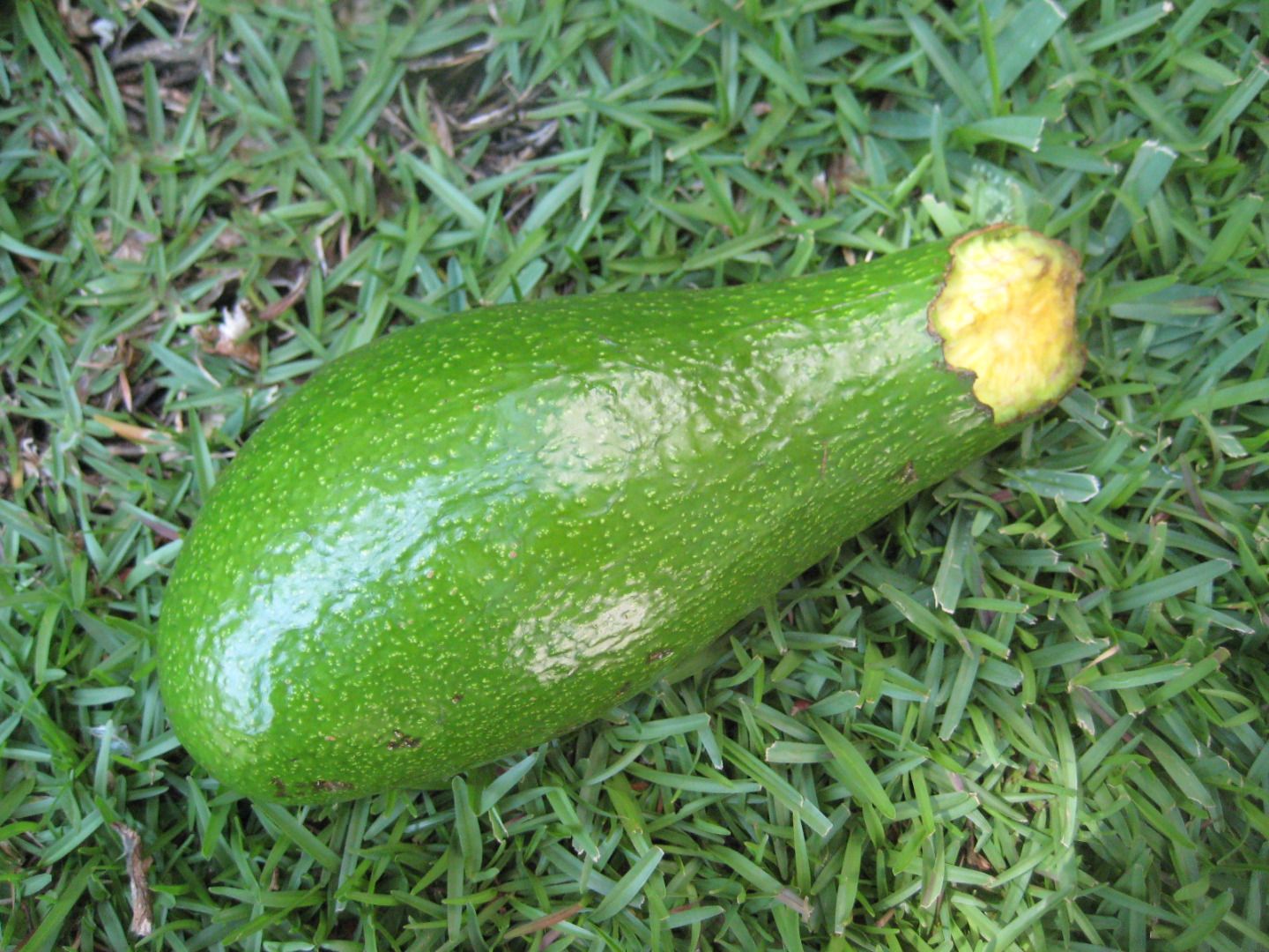 Eliminating Tree Rats : 13 Steps (with Pictures) - Instructables