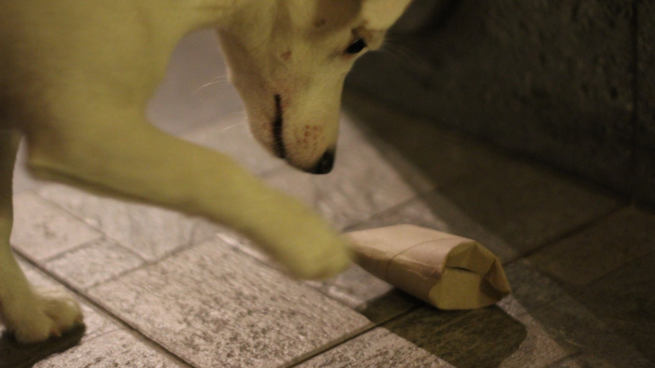 Candy Stash, Toy for Small Pets. - Instructables