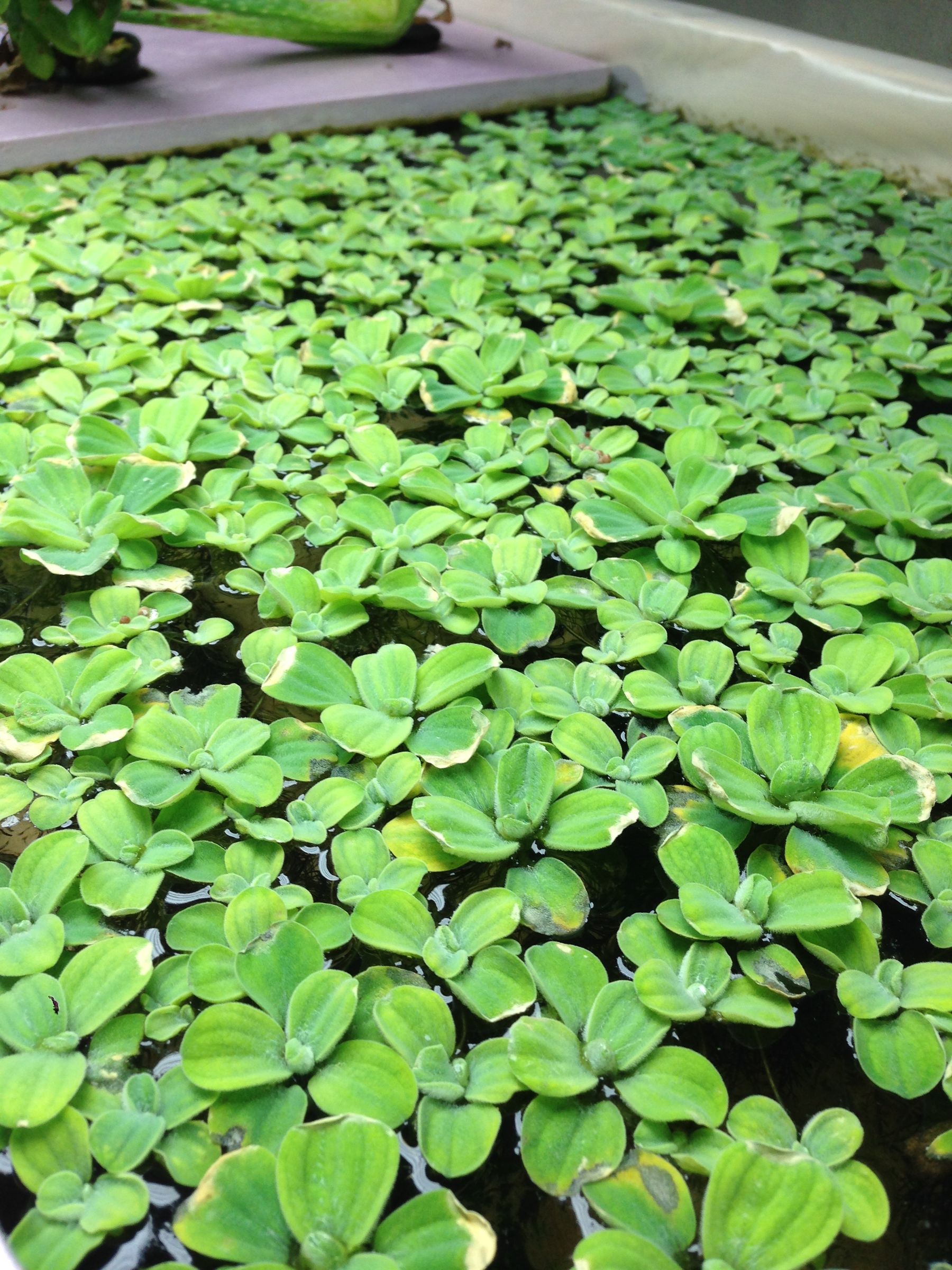 Hydroponic Raft System Update + Aquaponics - Instructables