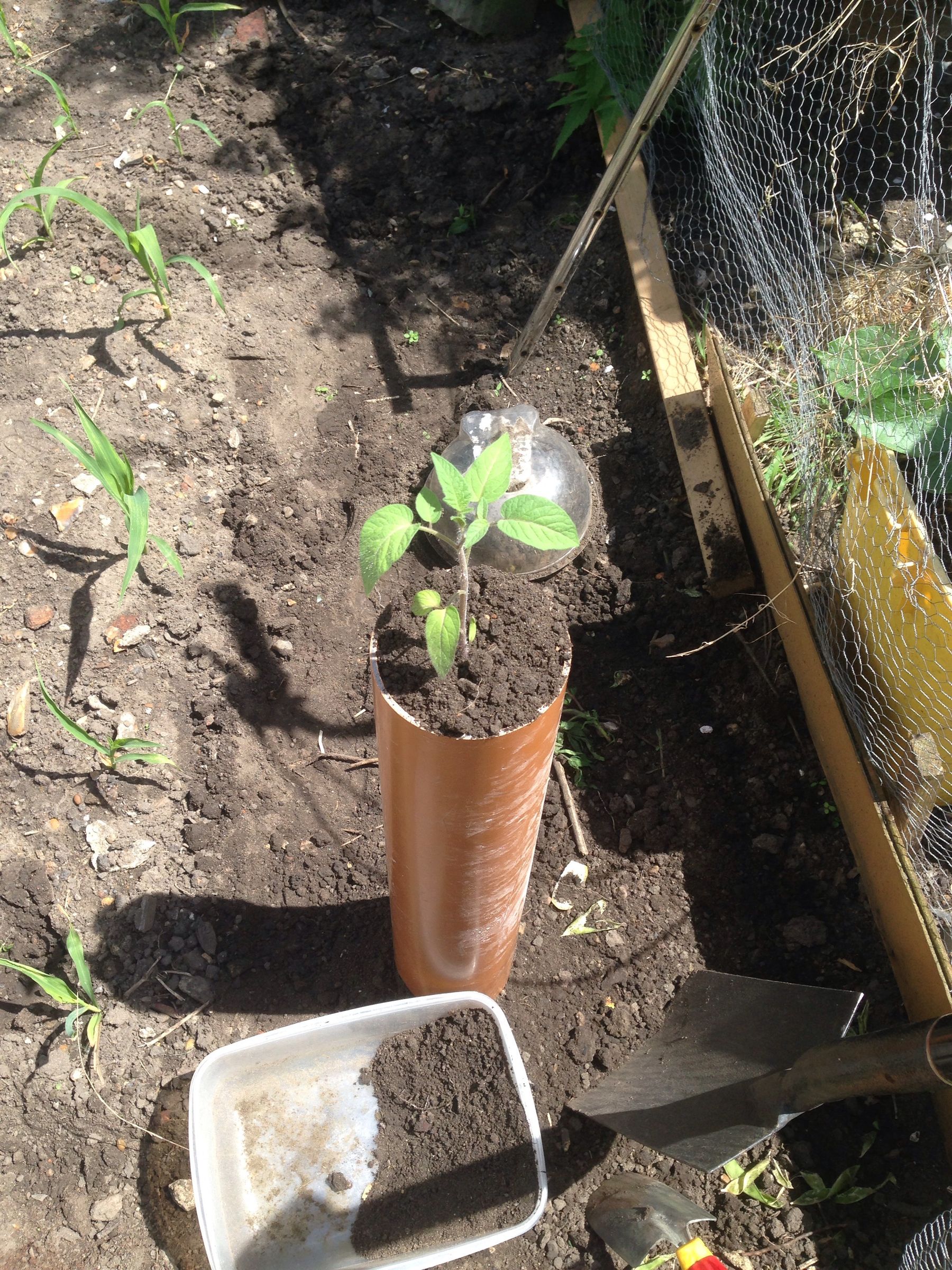 How to Grow Food Off the Ground in Pipes, (especially Hanging Plants ...