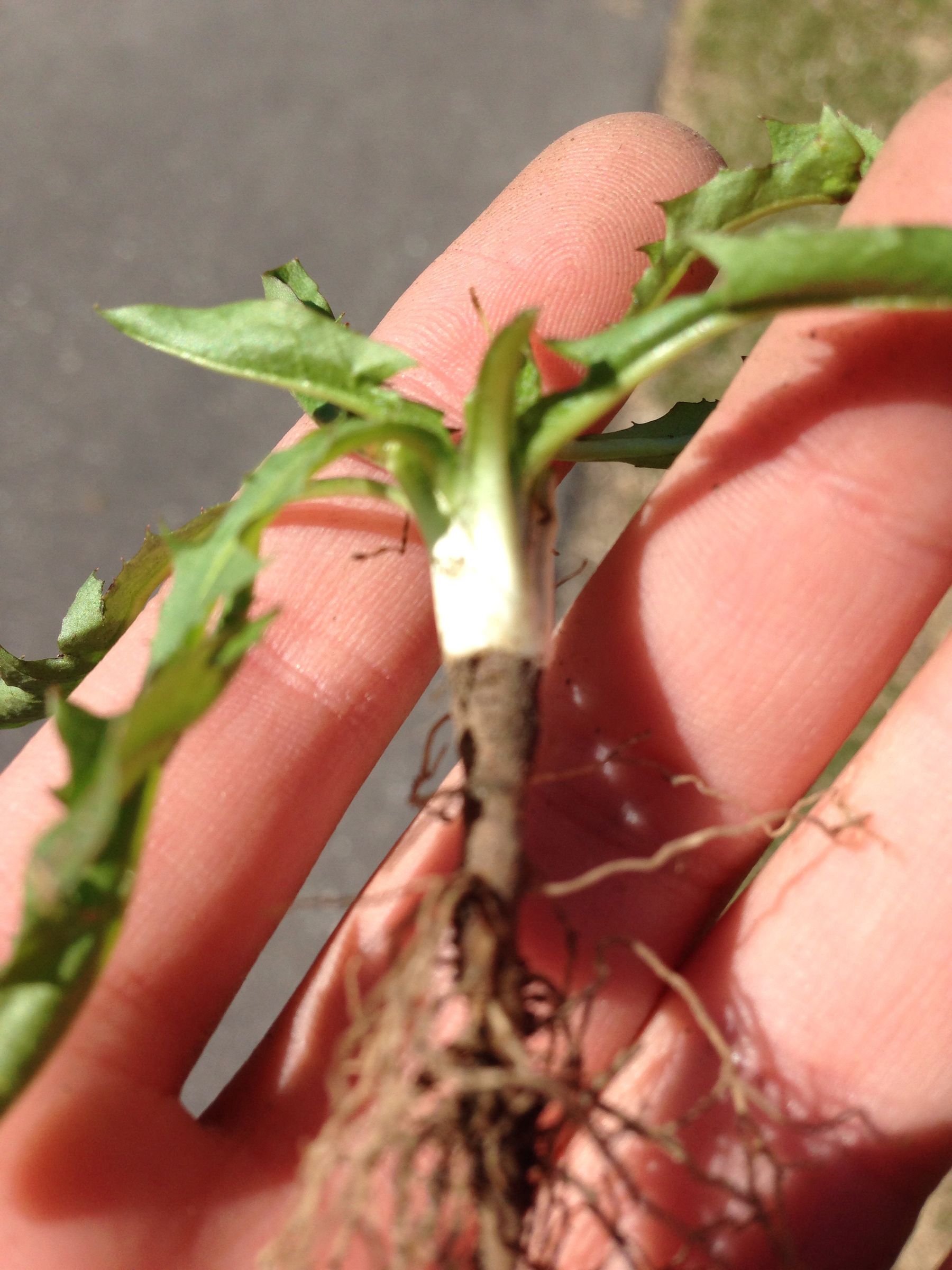The Edible Plant Test : 8 Steps (with Pictures) - Instructables
