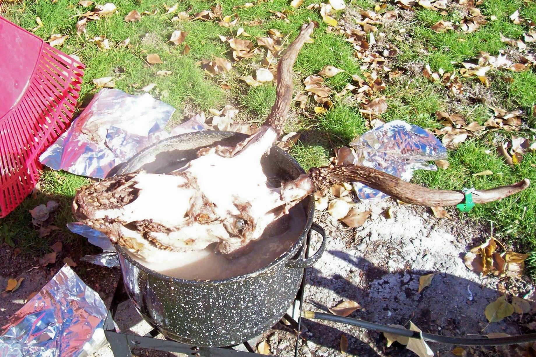 Taxidermy Skull Preparation : 5 Steps - Instructables