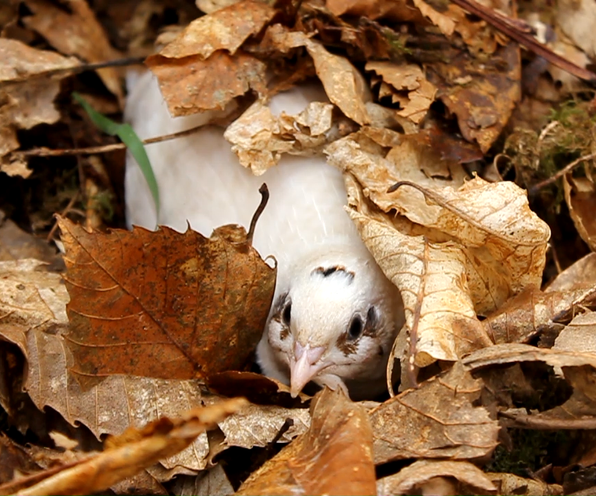 Greenhouse Extension - Making a Safe Living, Nesting & Brooding Area ...