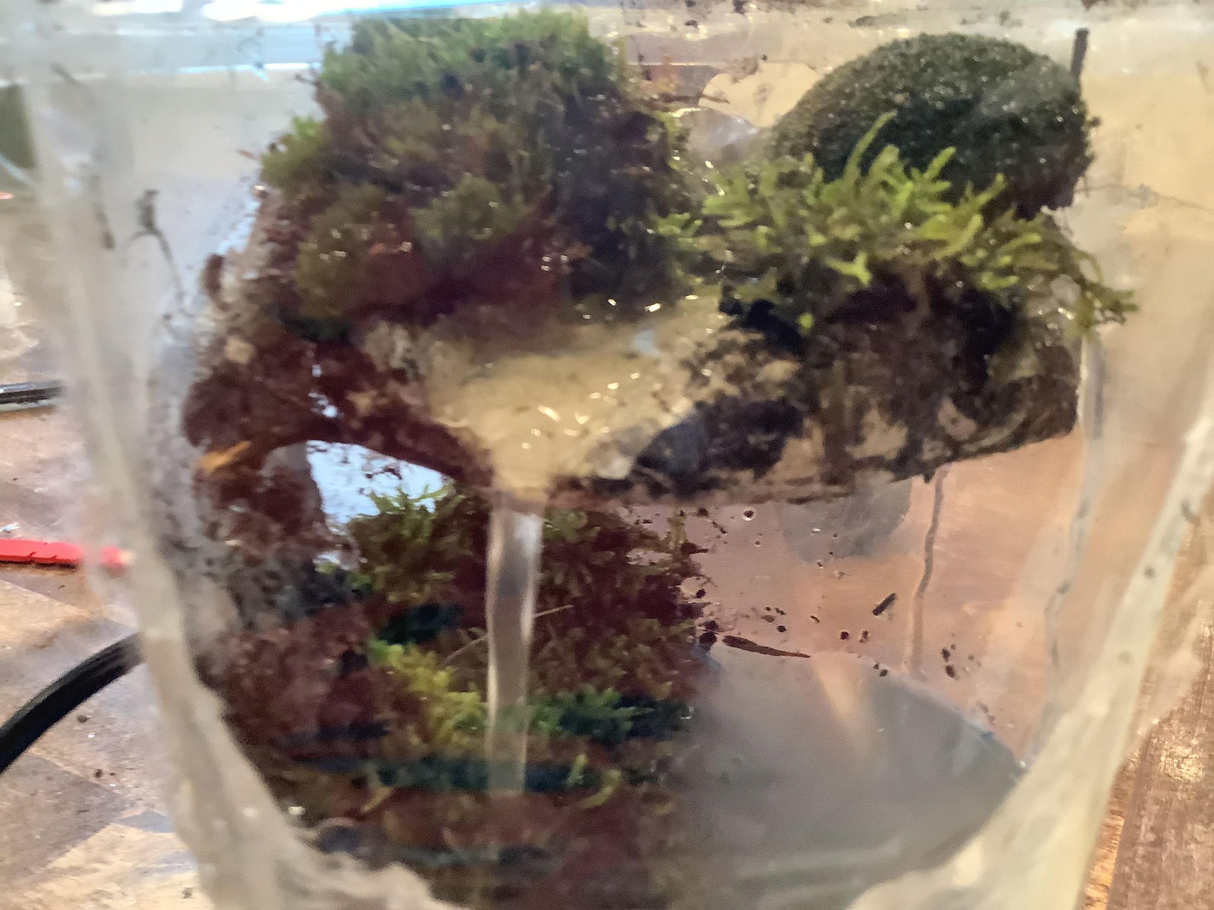 How to Make a Terrarium With a Running Waterfall : 7 Steps - Instructables