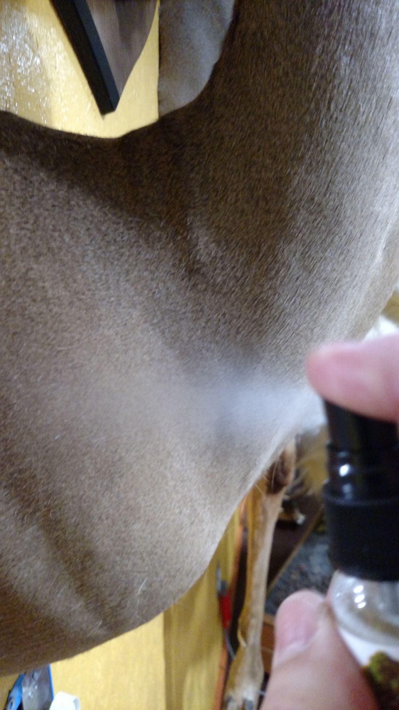 Taxidermy Trophy Mount Care : 3 Steps - Instructables