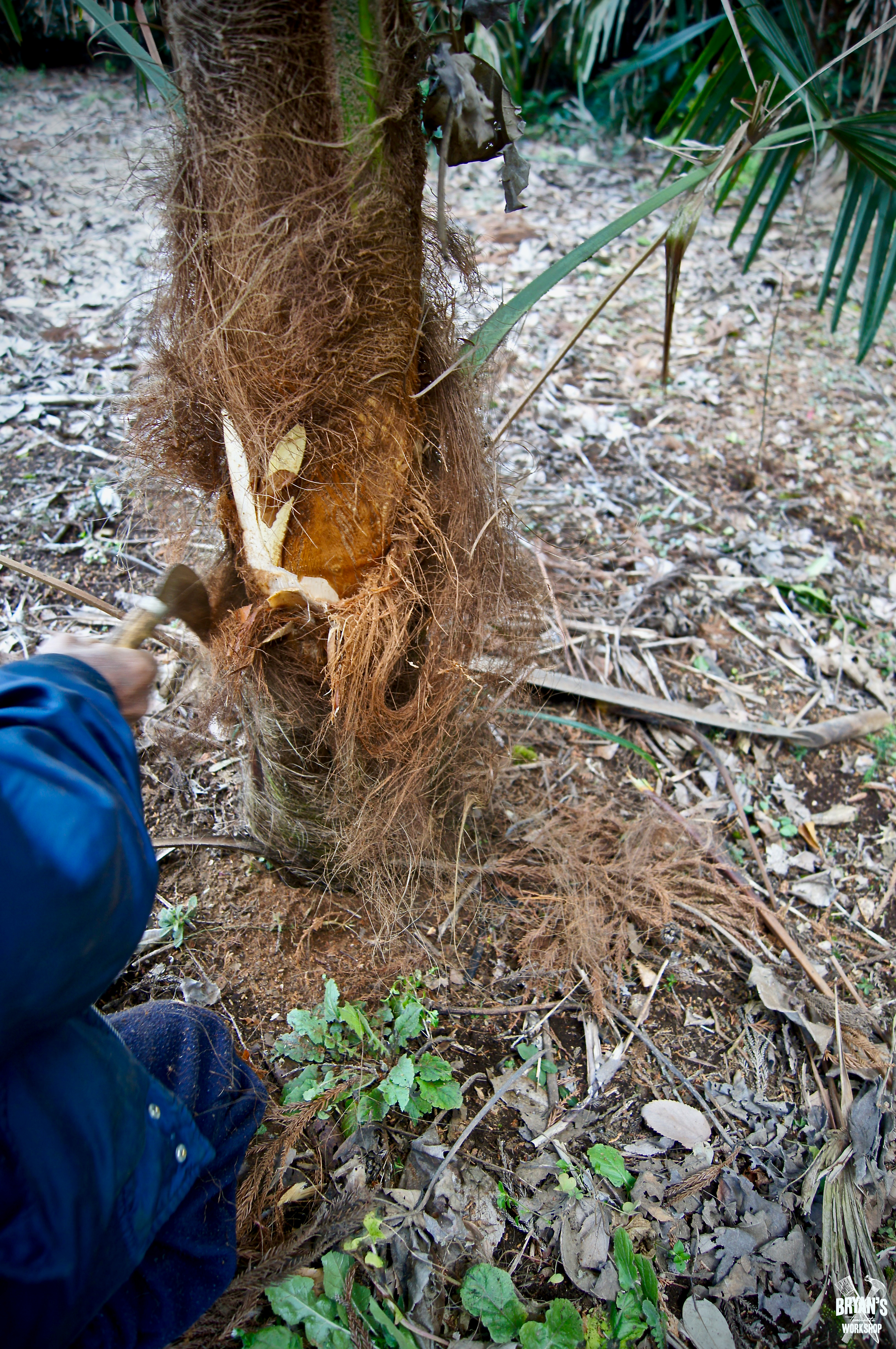 How to Make Rope Using Windmill Palm Tree Fiber! : 6 Steps (with ...