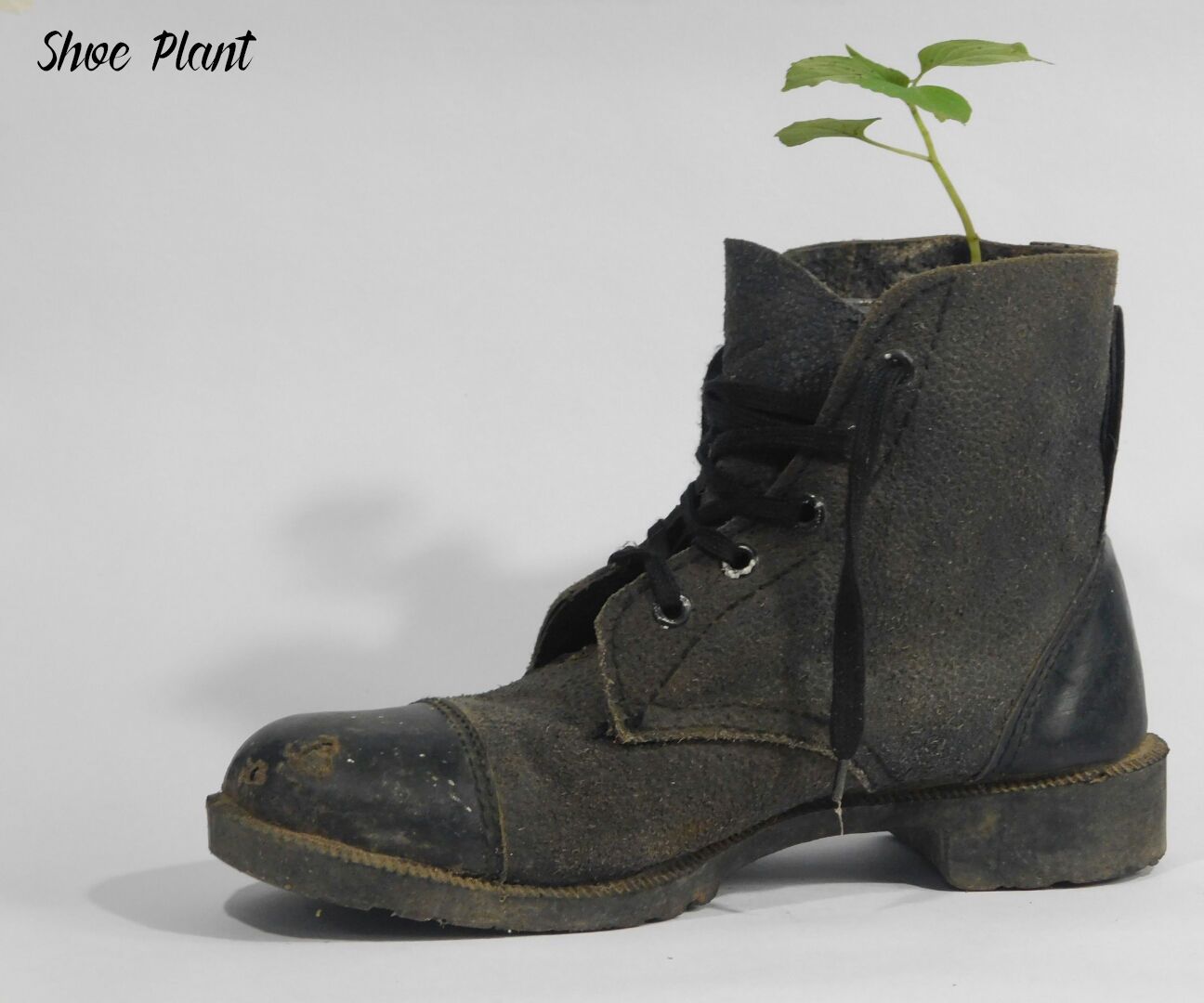 Shoe Plant : 6 Steps - Instructables