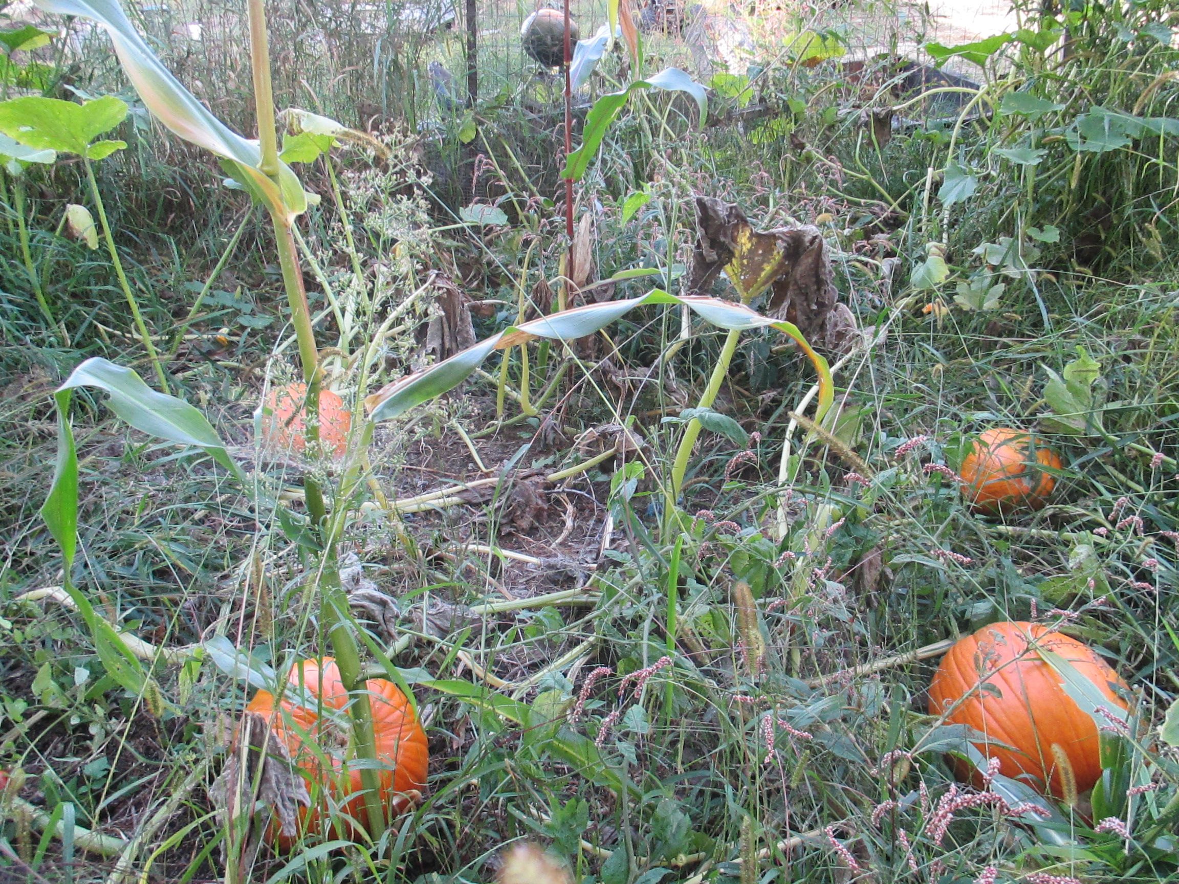 The Life of a Pumpkin : 8 Steps (with Pictures) - Instructables