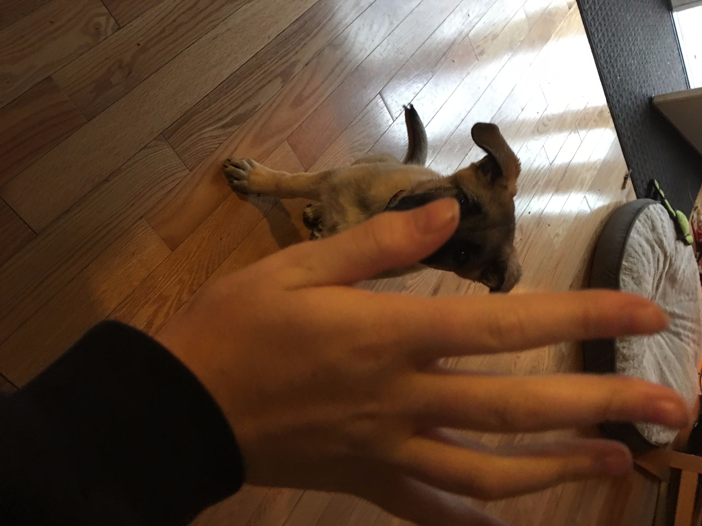 Teaching Your Dog Lie Down : 6 Steps - Instructables