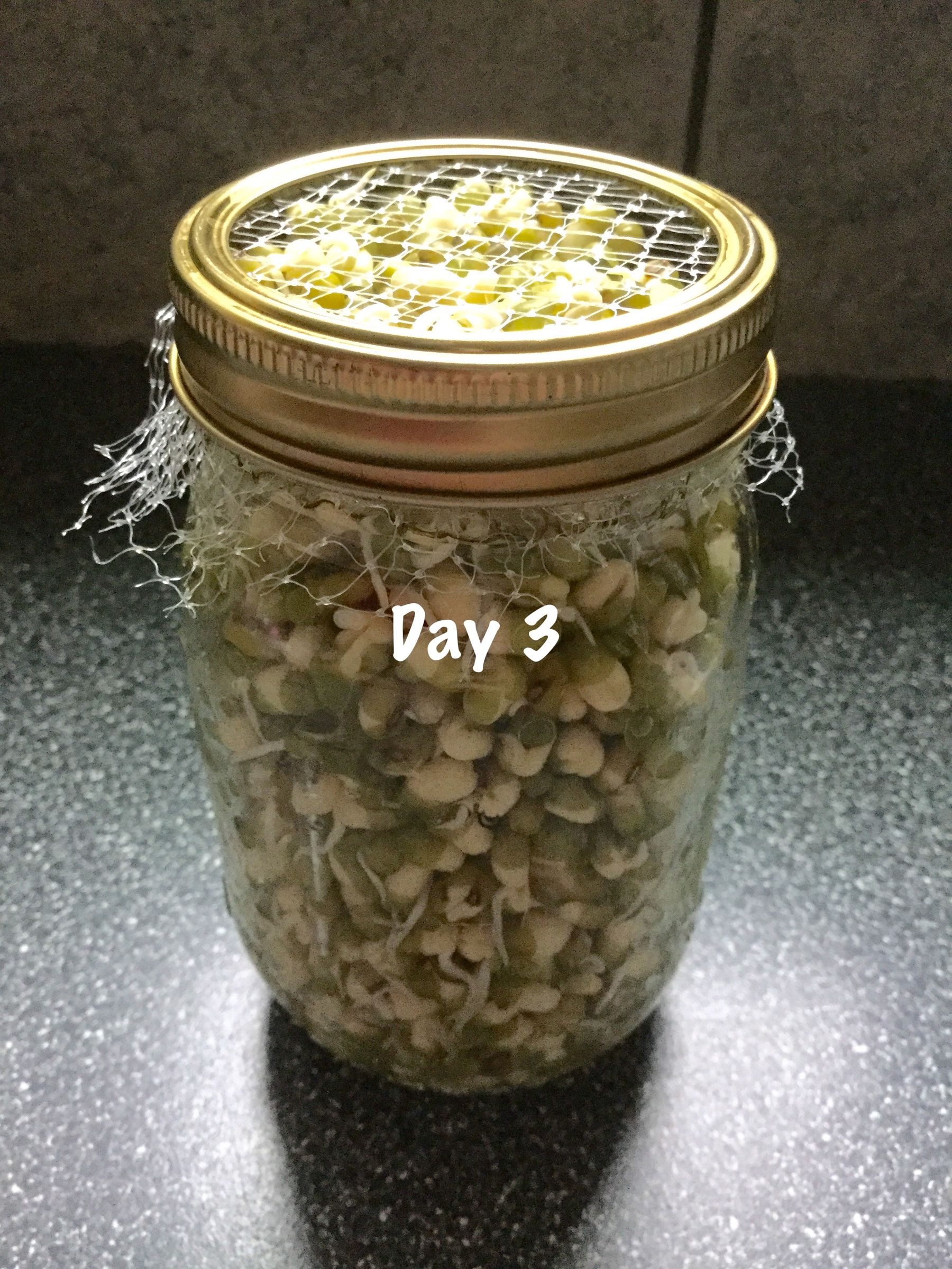 How to Grow Bean Sprouts : 5 Steps (with Pictures) - Instructables