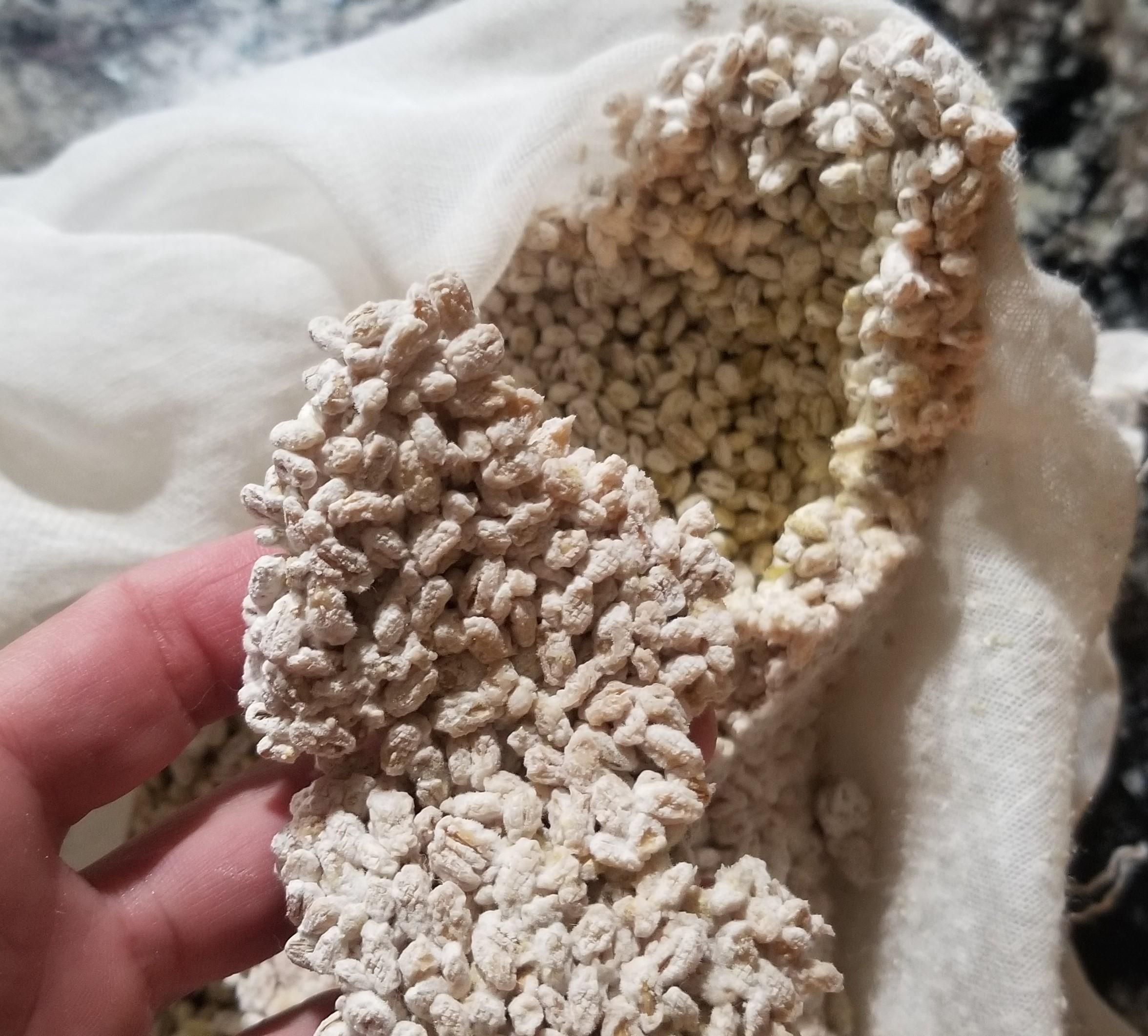 Making Koji - a Foundation of Fermentation : 5 Steps (with Pictures ...