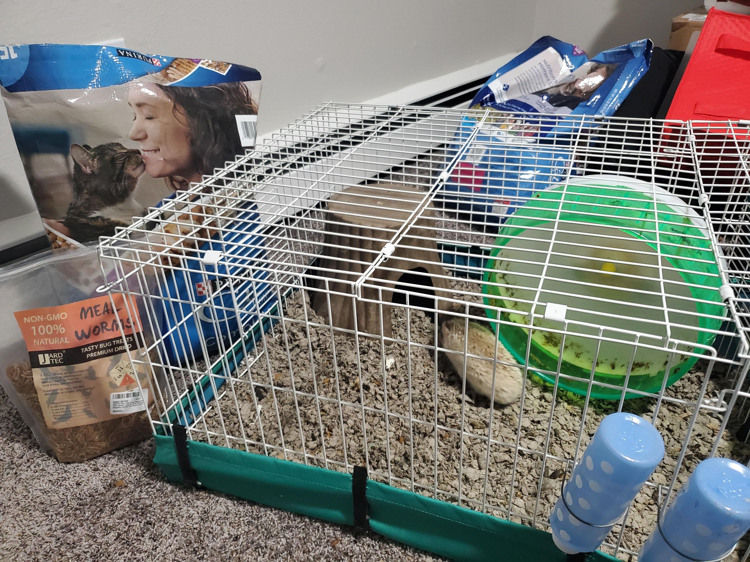 Hedgehogs As Pets : 5 Steps - Instructables