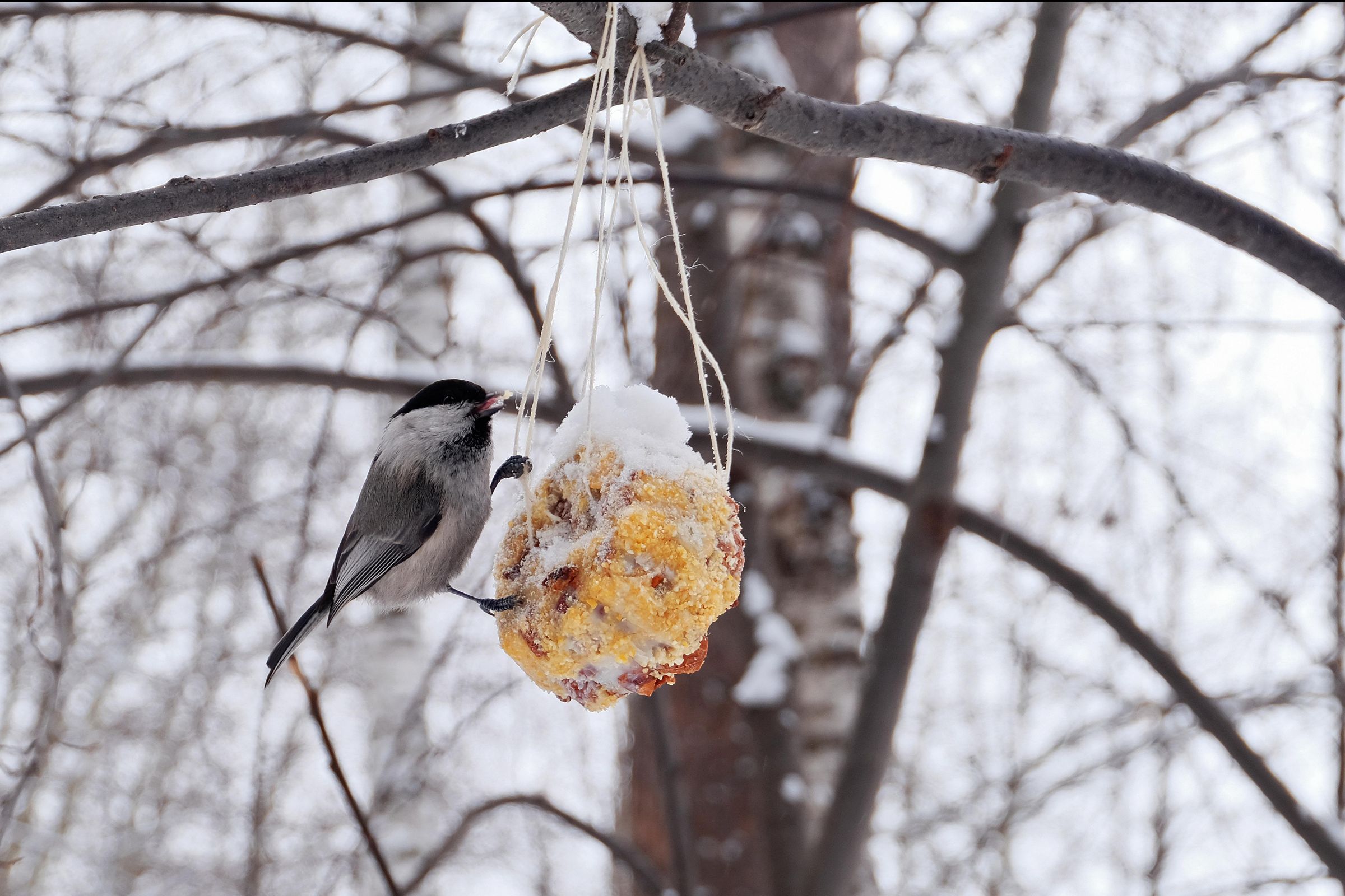 Treats (cakes) for Birds : 18 Steps (with Pictures) - Instructables