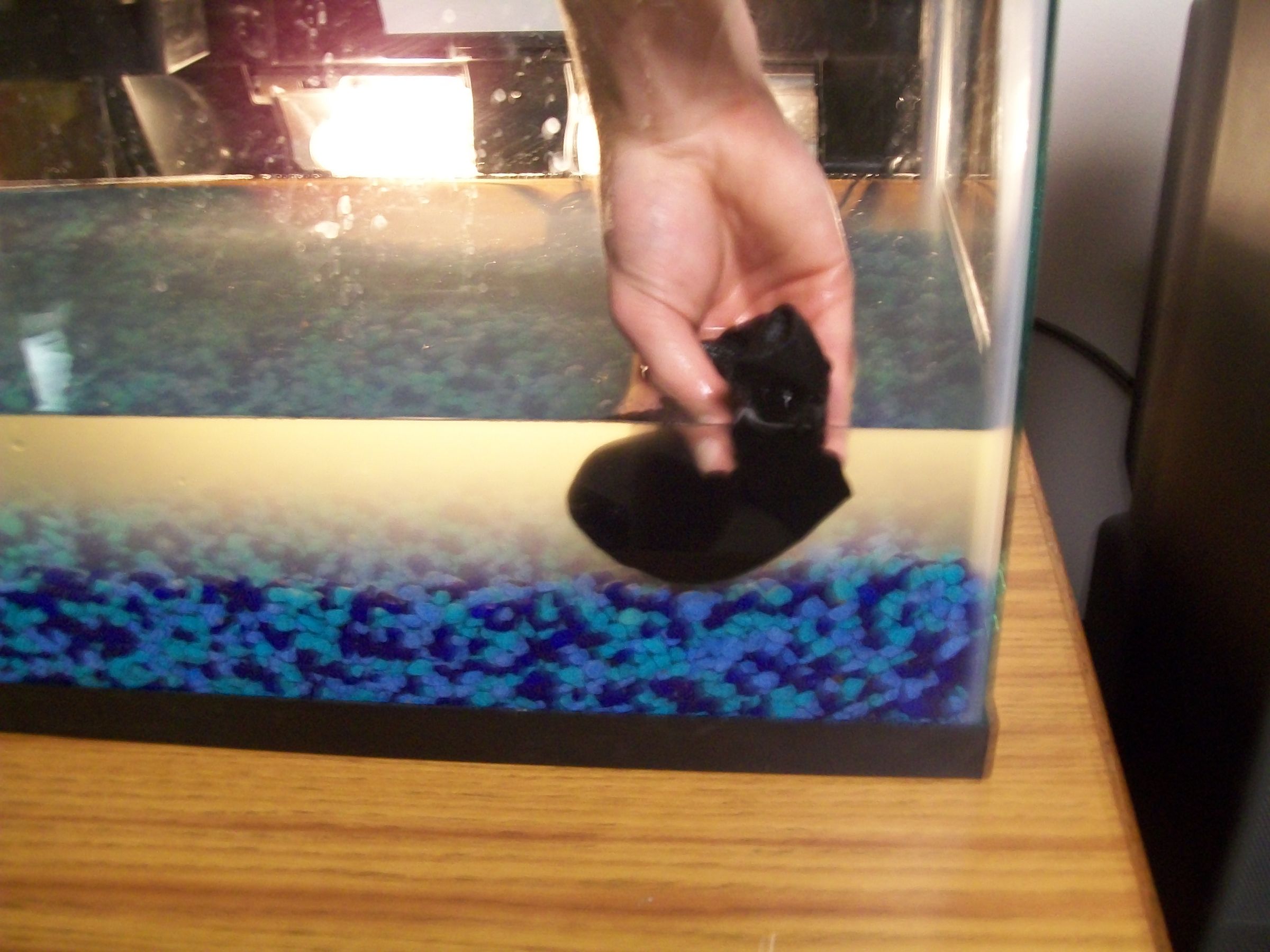 Dirty Tank? Let's Clean It Up! : 10 Steps - Instructables