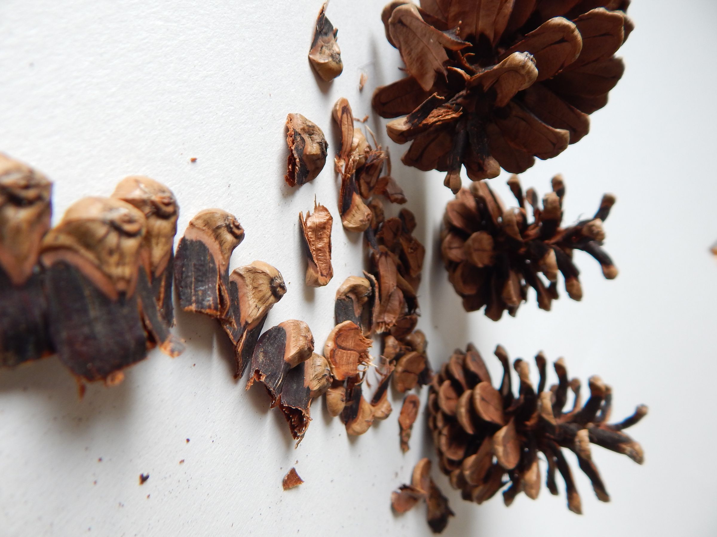 DIY Pine Cone Jewelry : 7 Steps (with Pictures) - Instructables