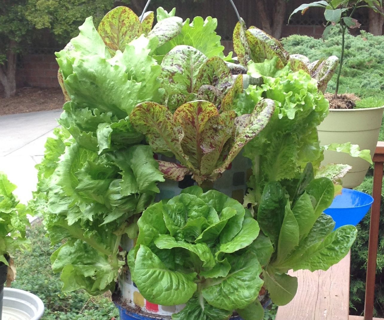 Vertical Gardens - Lettuce Trees : 12 Steps (with Pictures) - Instructables