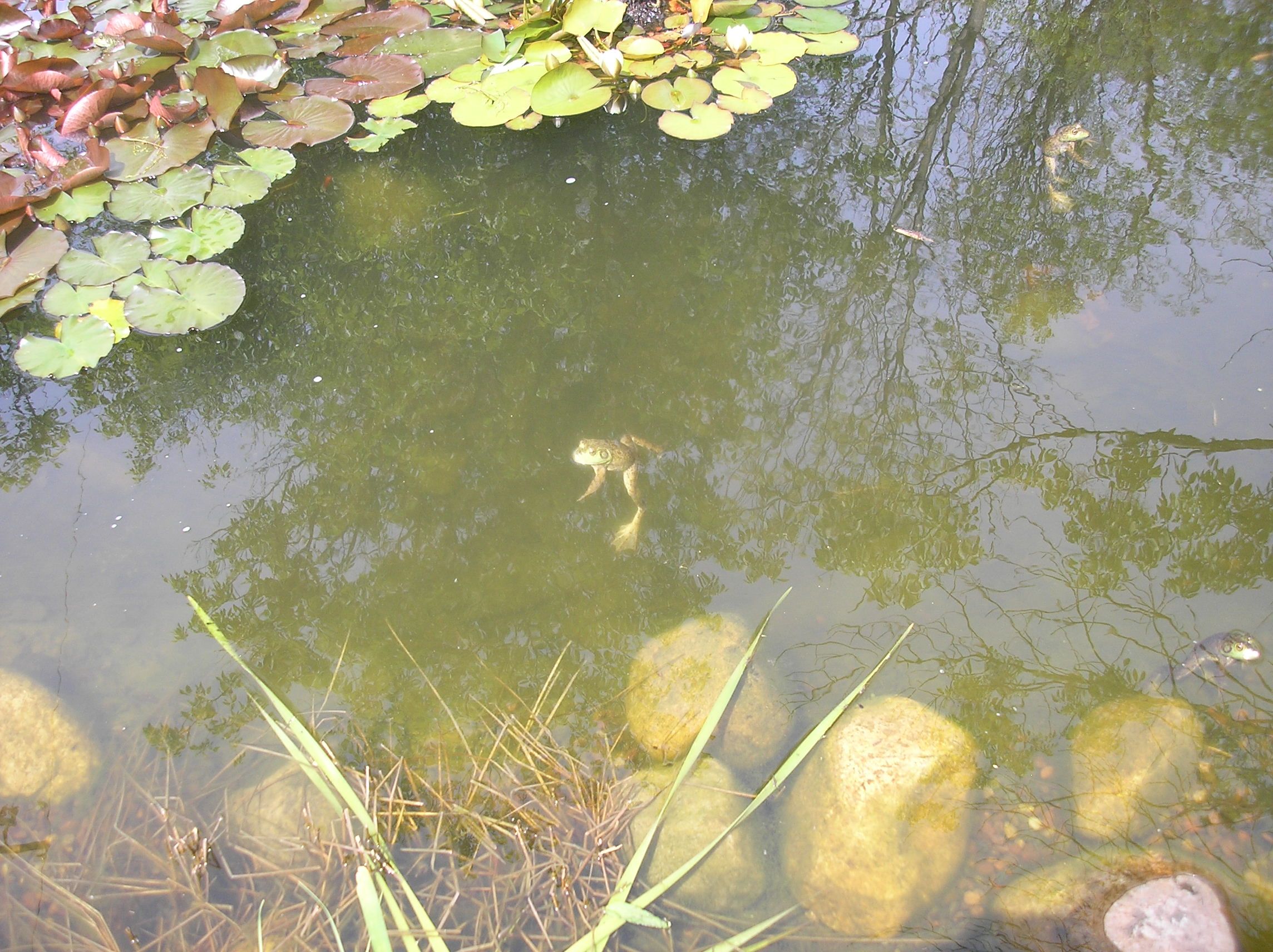 Pond / Watergarden Science : 7 Steps (with Pictures) - Instructables