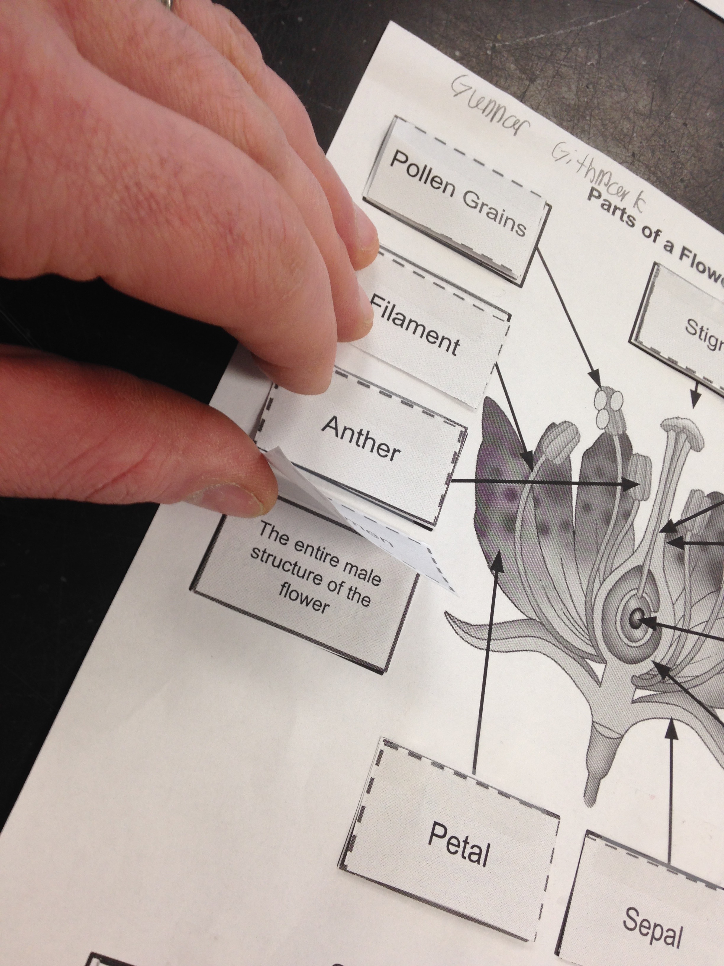 Flower Flip-Flap Activity : 4 Steps - Instructables