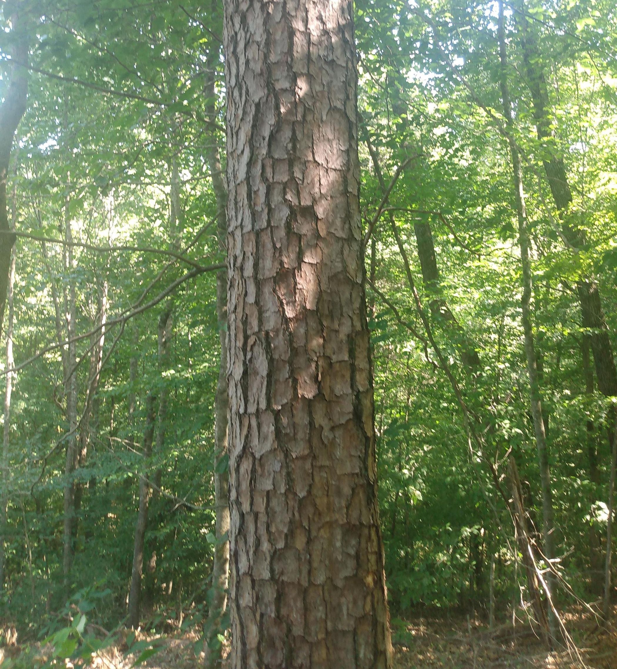 5 Main Trees, Look-alikes, and What to Use Them For. : 5 Steps ...