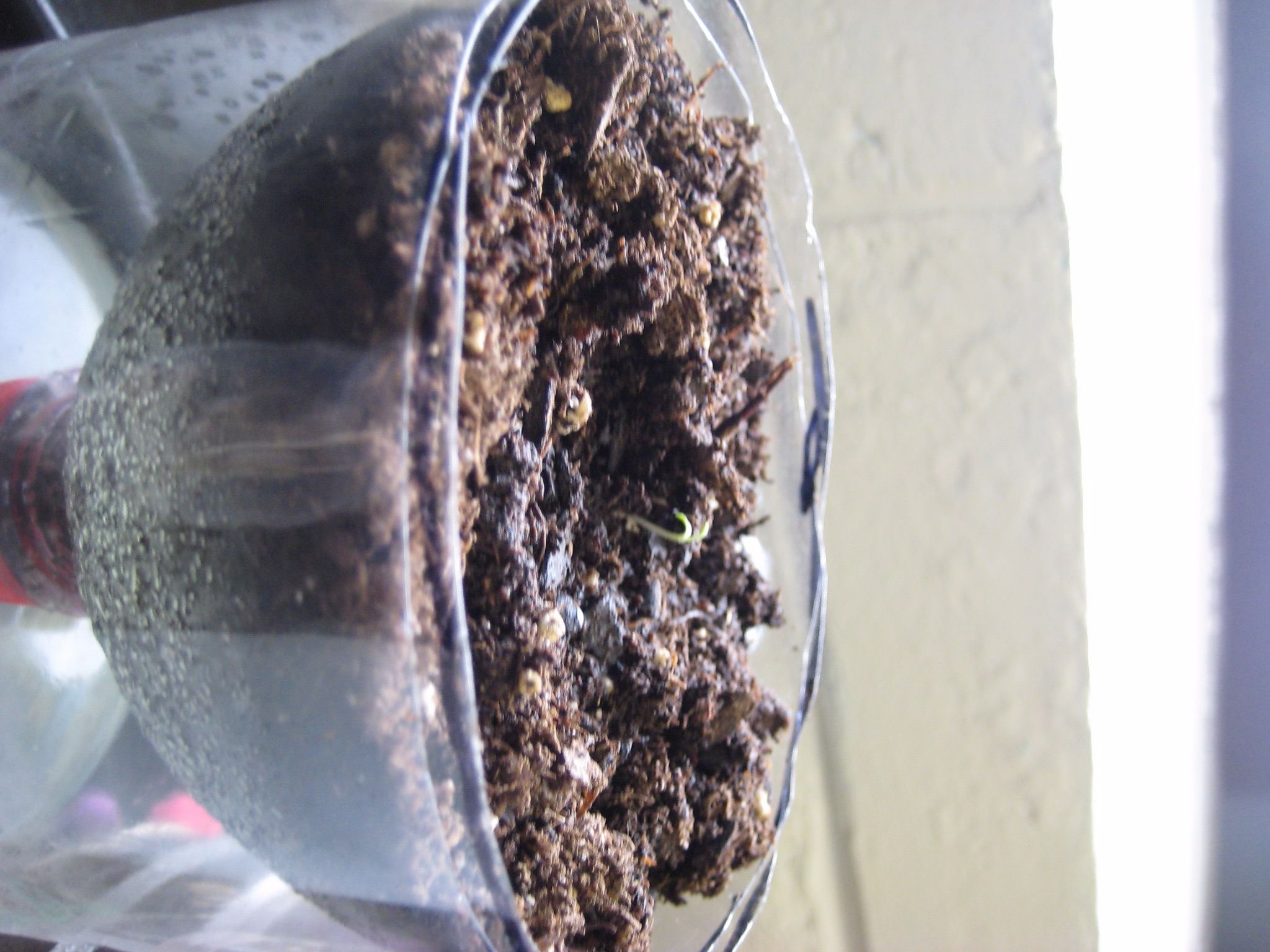 Simple Hydroponics Wick System : 6 Steps (with Pictures) - Instructables