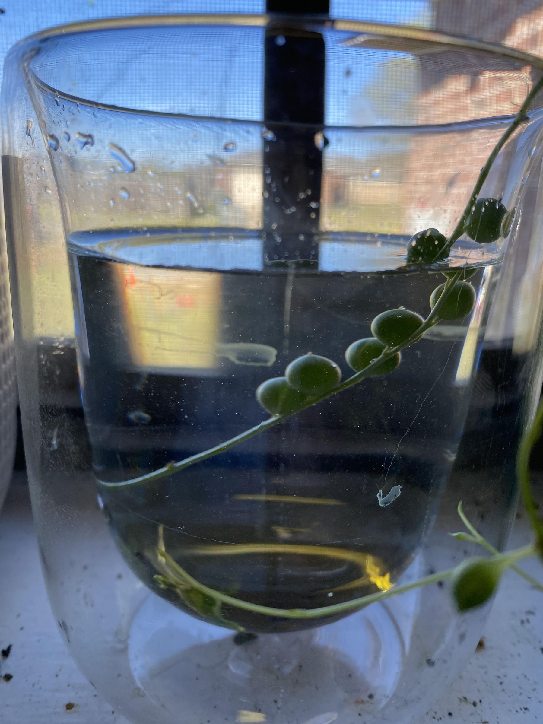 Water Propagating String of Pearls : 5 Steps (with Pictures ...