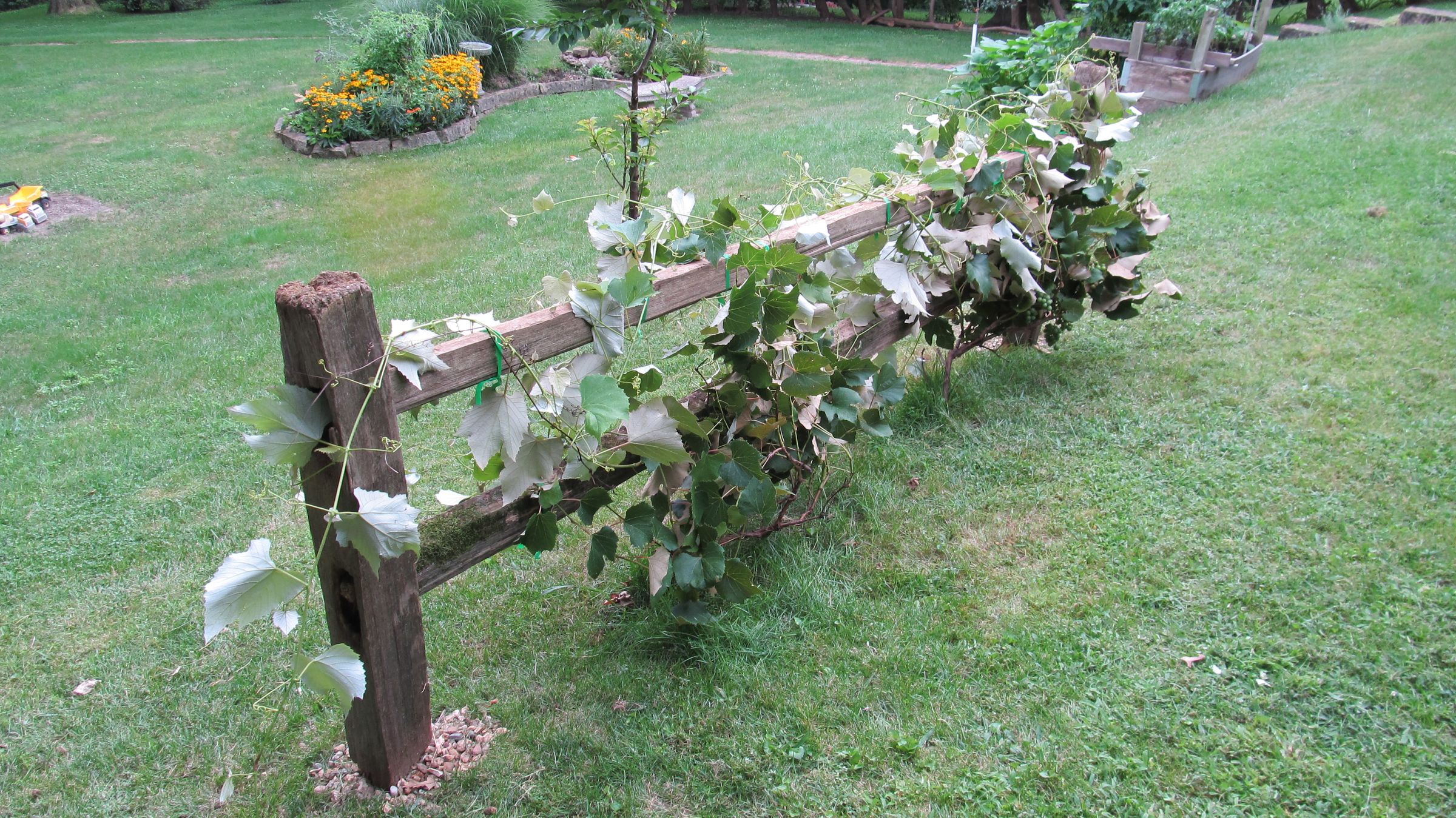Grape Vine Trellis From a Salvaged Split-Rail Fence : 7 Steps (with ...