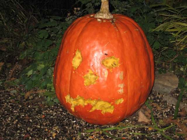 Self Carving Pumpkin : 3 Steps - Instructables