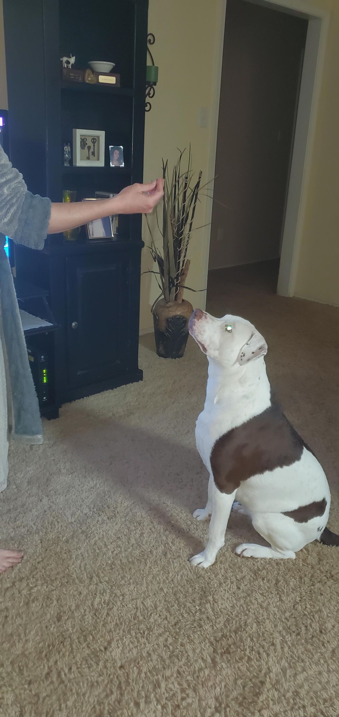 How to Train Your Dog to Sit _ Luring Method : 8 Steps - Instructables