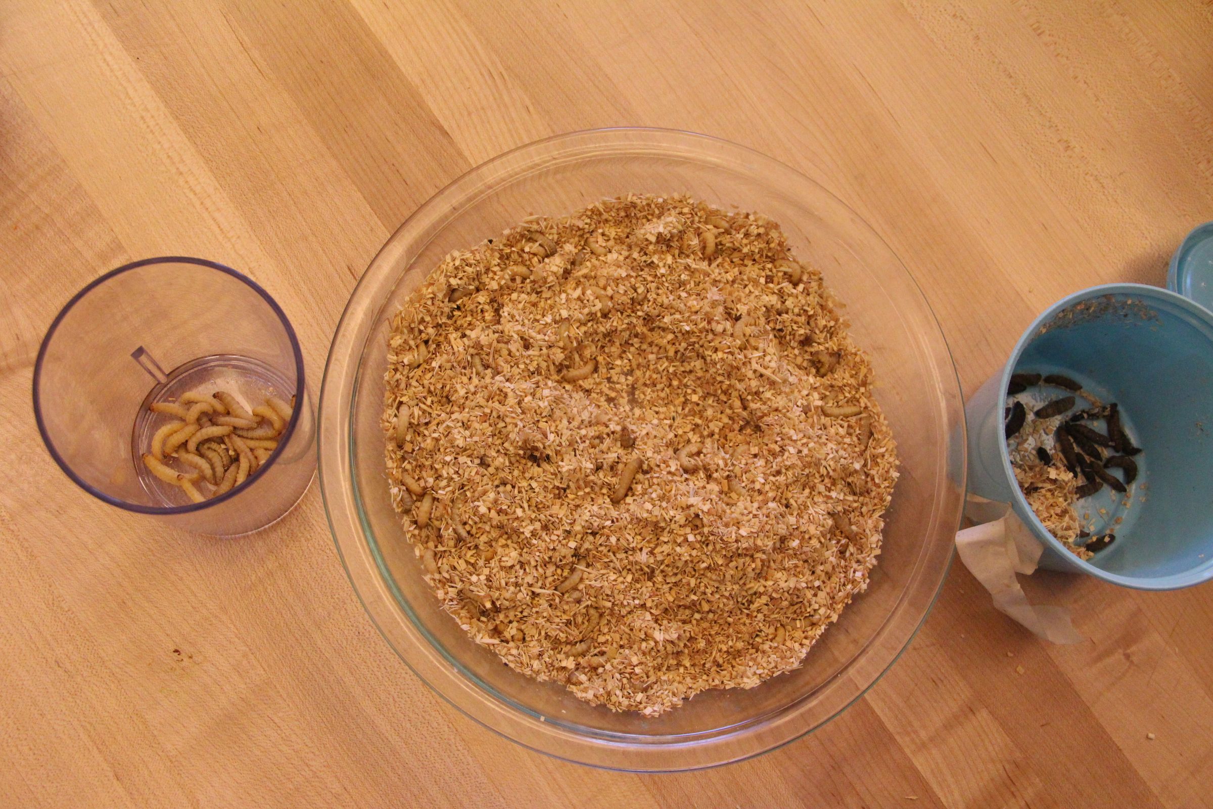 Insects for Food-Prep. 101 : 11 Steps (with Pictures) - Instructables