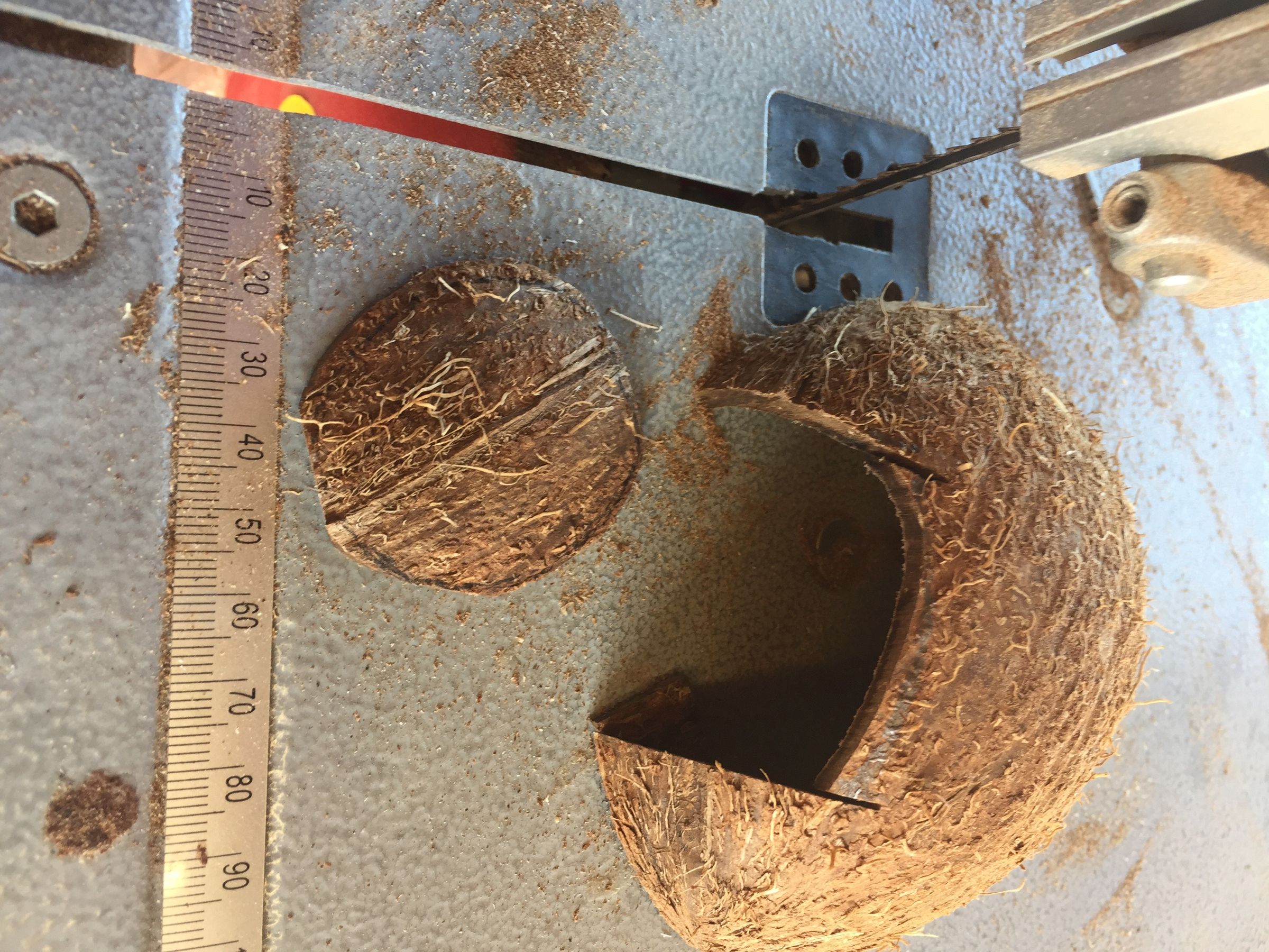 Turtle Shell From Coconut : 6 Steps (with Pictures) - Instructables