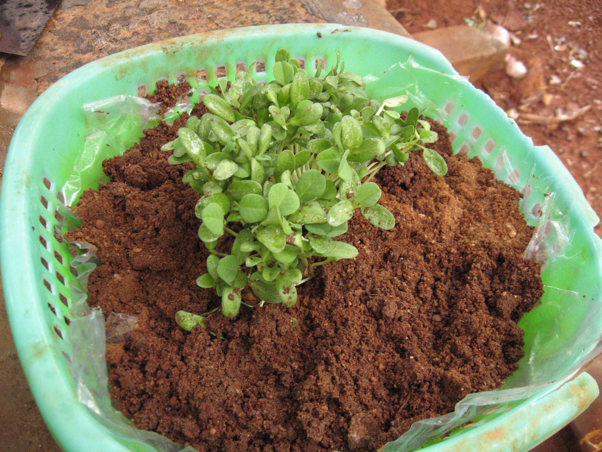 Seed Germination With Bottle Gourd Shell As Planter : 6 Steps (with ...