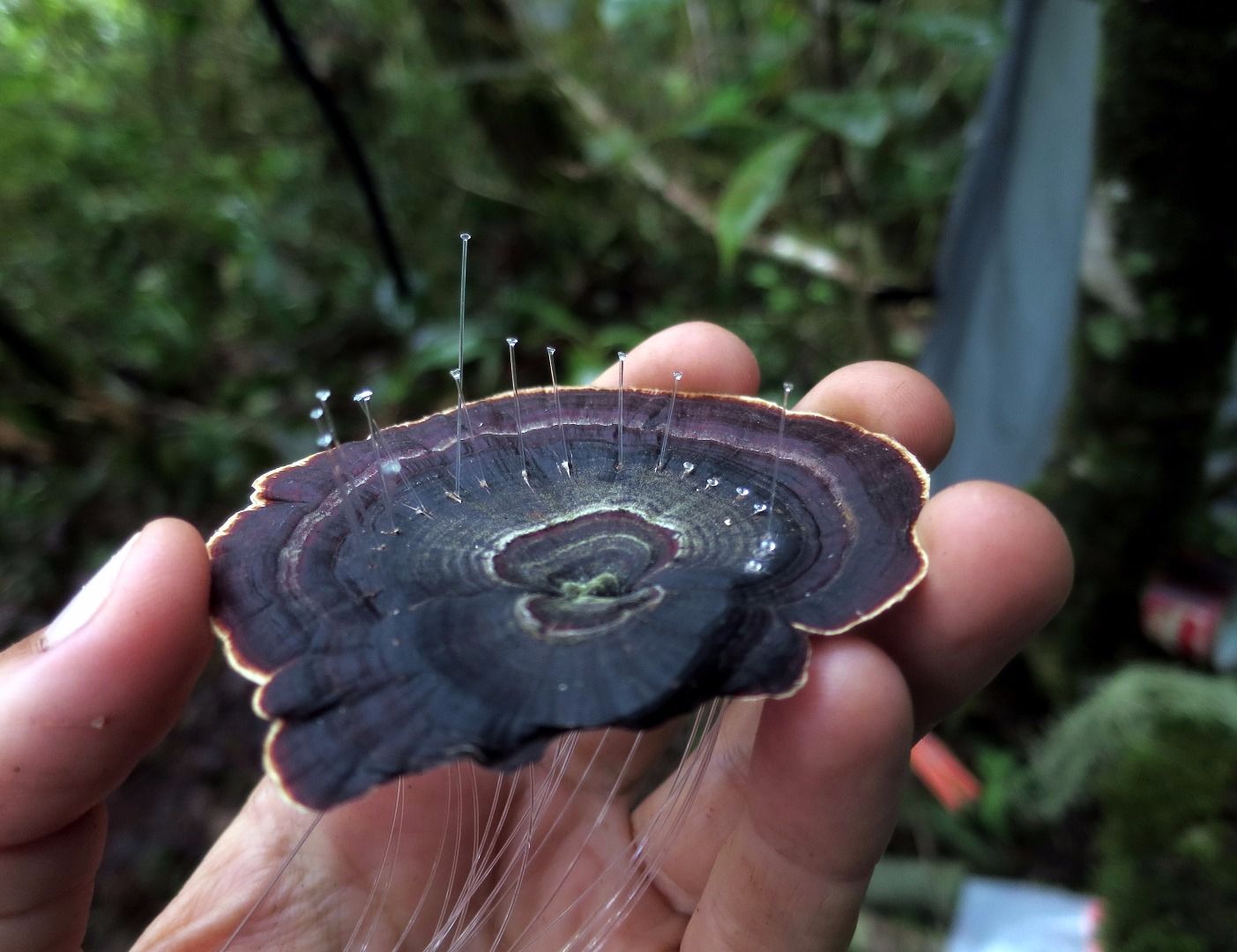 Fiber-Optic Jungle Insect Traffic Taster : 17 Steps (with Pictures ...