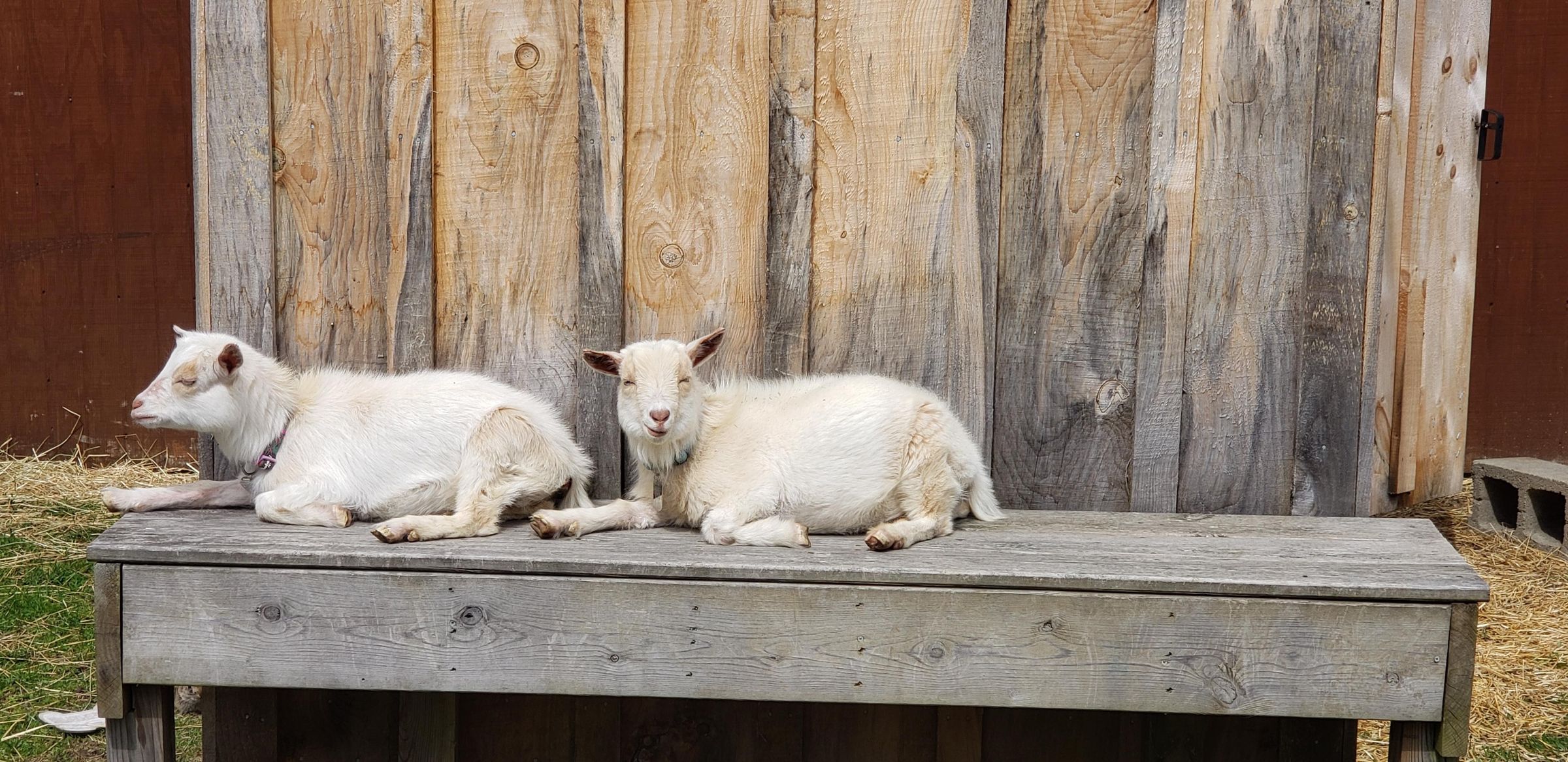 Goat Tower With Slide : 8 Steps (with Pictures) - Instructables