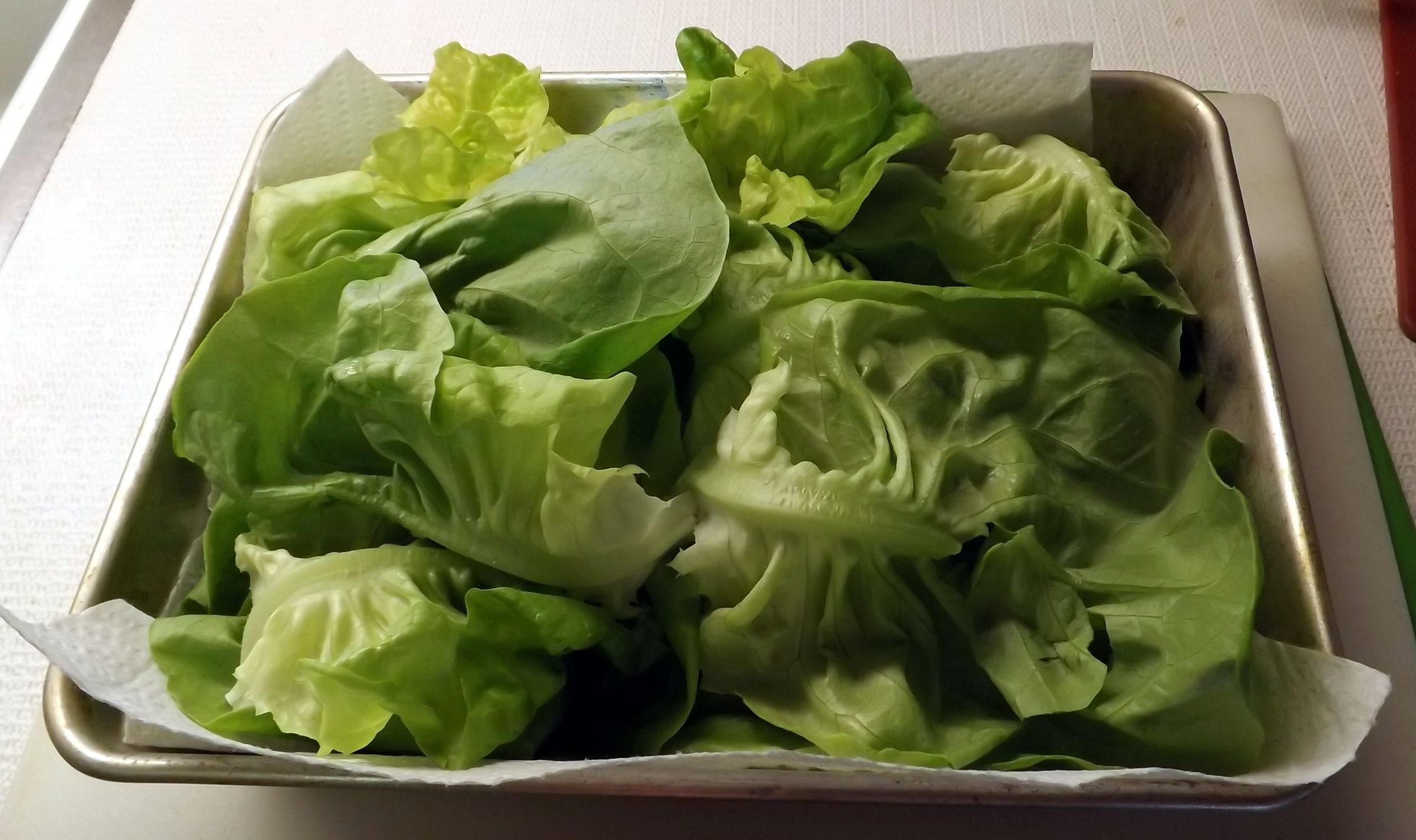 STORING LETTUCE & KEEPING IT FRESH! - Instructables