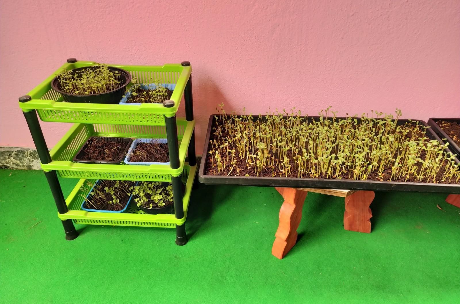 Basic Guide to Grow Micro 'green' : 14 Steps (with Pictures ...
