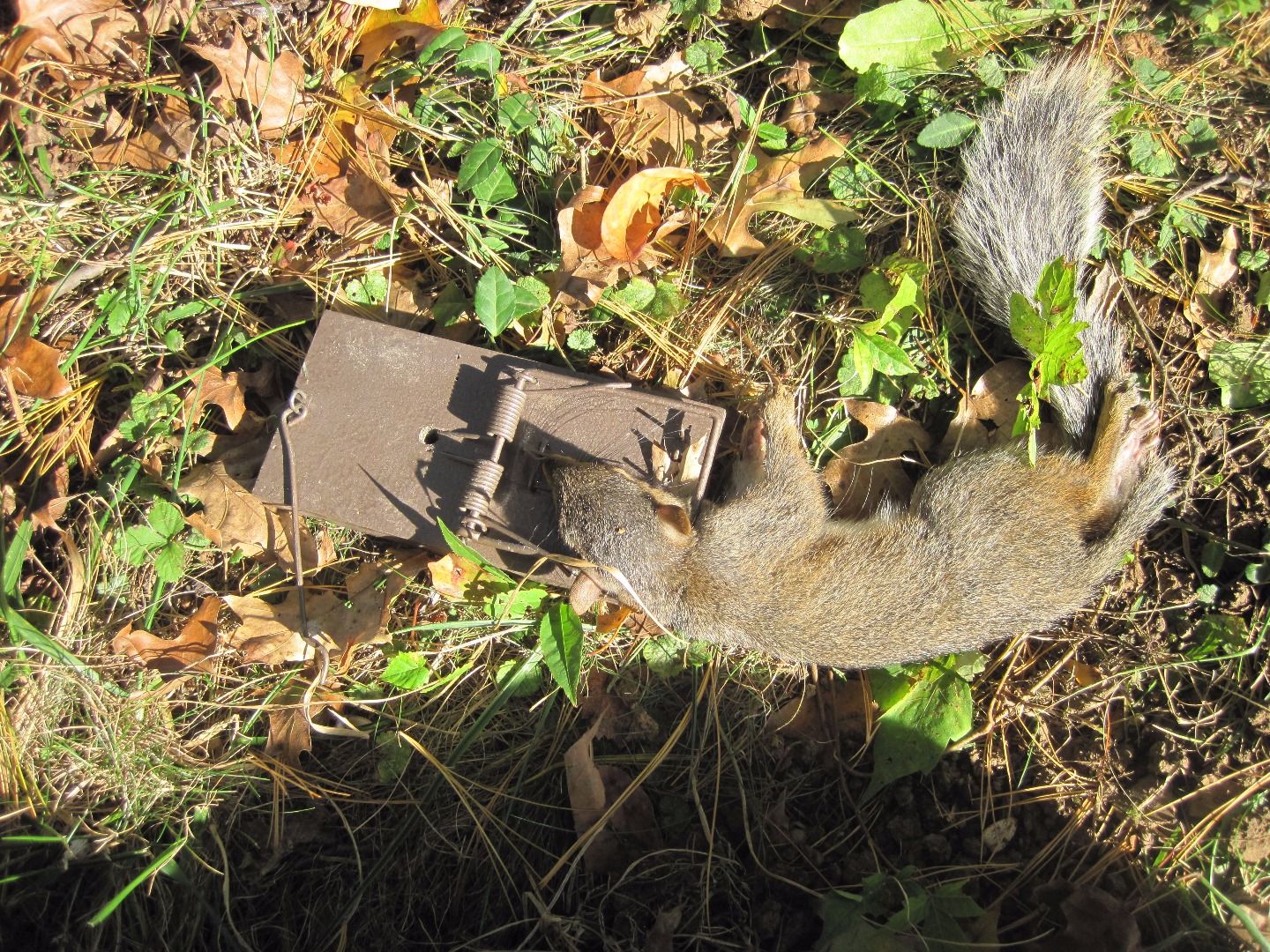 Small Game Trapping: Part 1 - Instructables