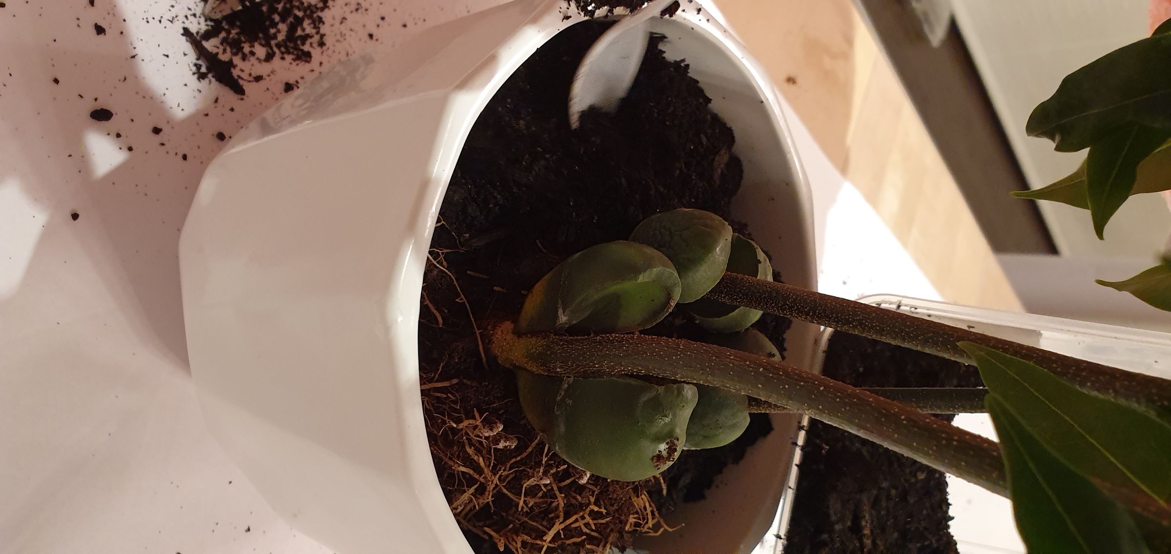 Re-Pot a Magical Bean : 6 Steps (with Pictures) - Instructables