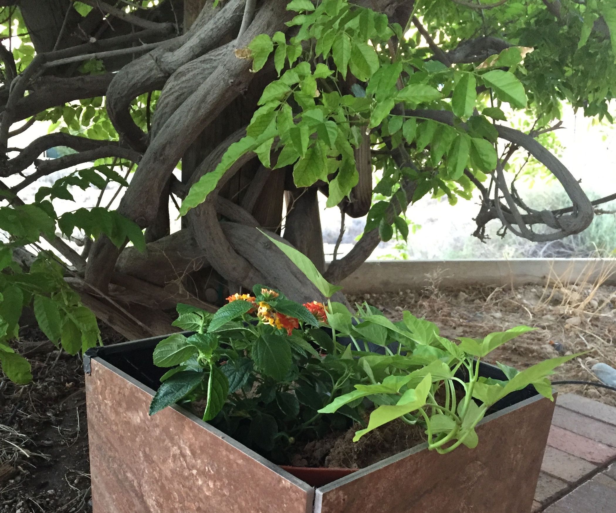 Fast, Easy Tile Planter : 6 Steps (with Pictures) - Instructables