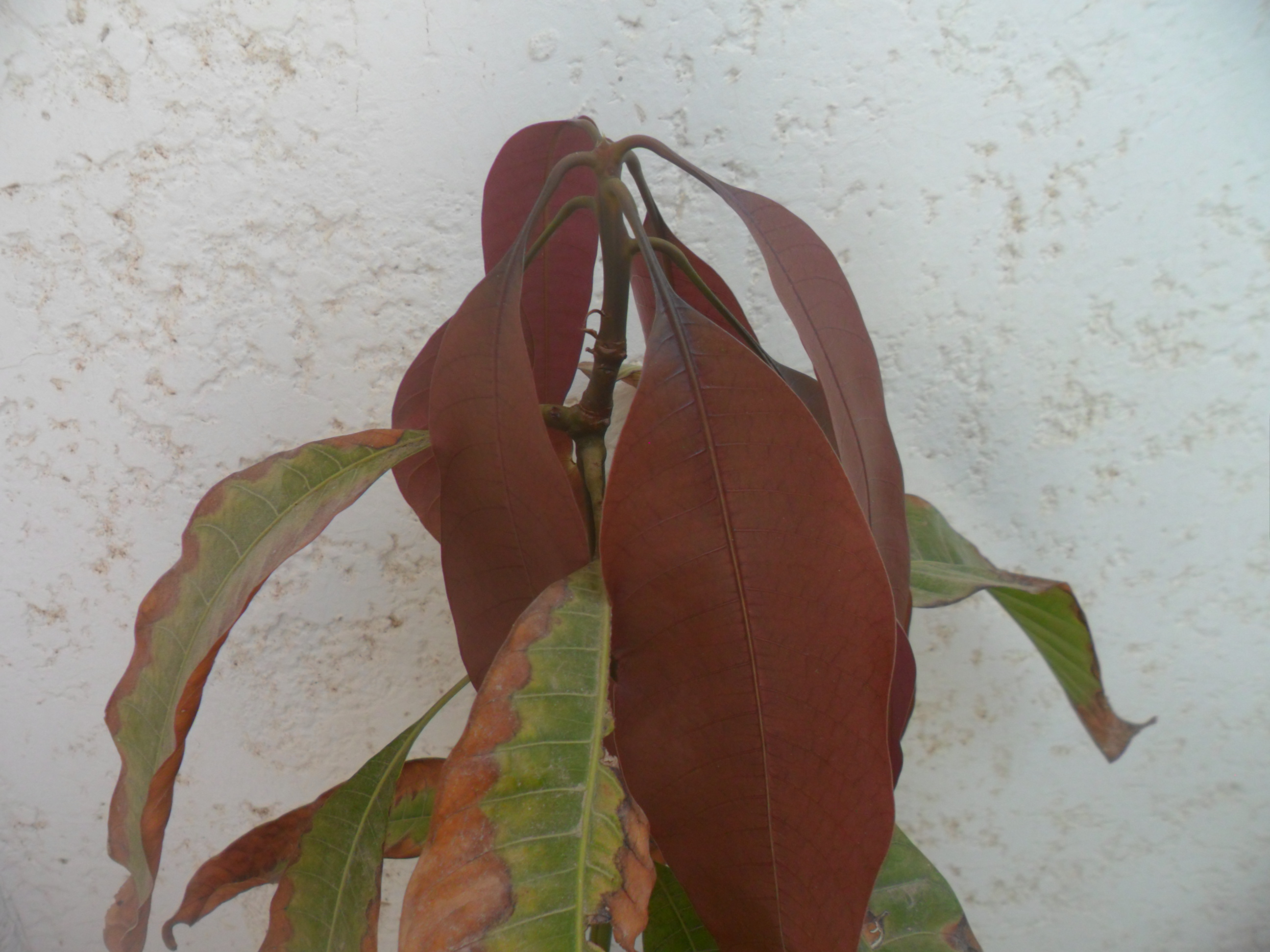 Super Simple Sub-irrigation System - Instructables