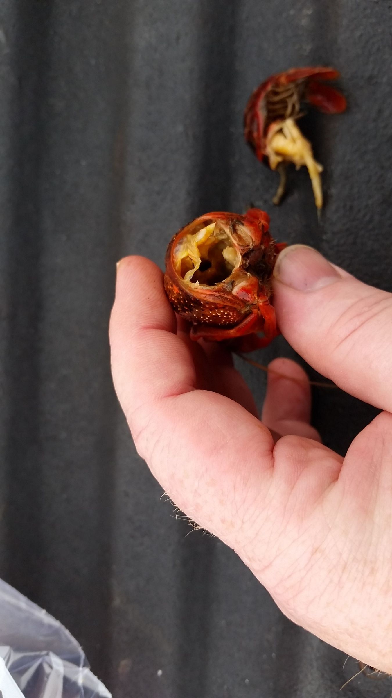 How to Peel Crawfish : 3 Steps (with Pictures) - Instructables