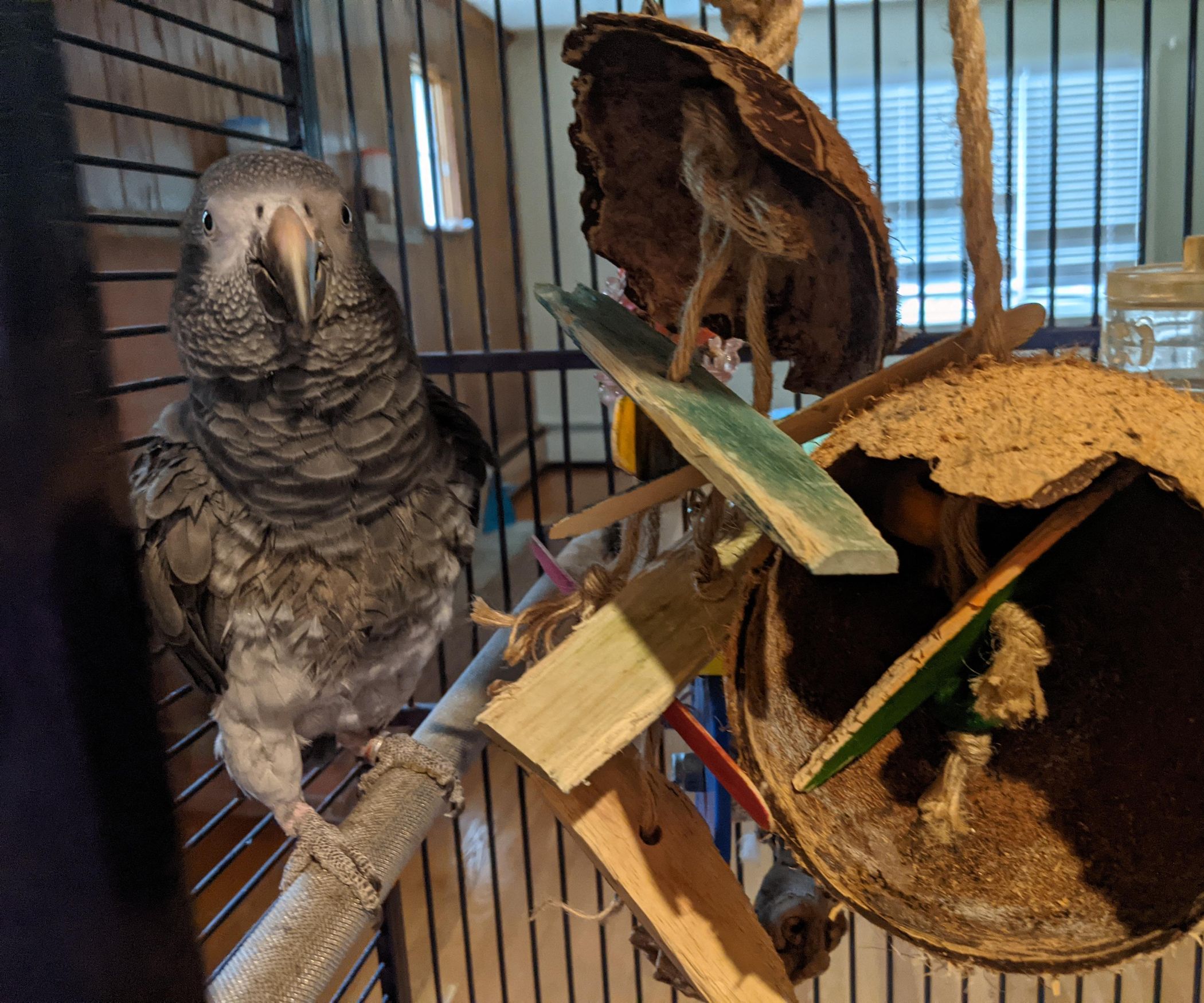 Coconut Bird Toy : 5 Steps - Instructables