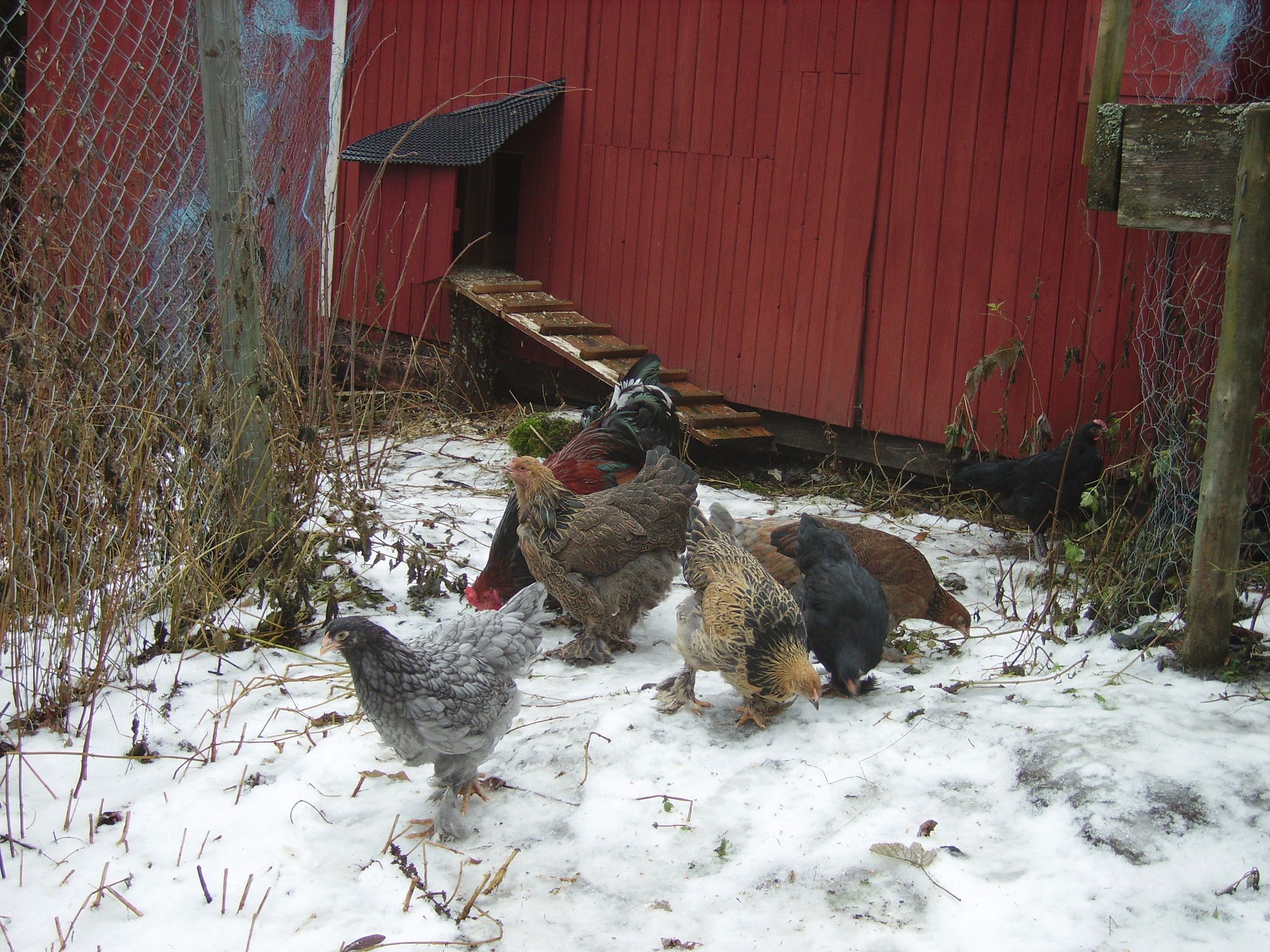 Insulated Watering Place for Chicken : 9 Steps (with Pictures ...