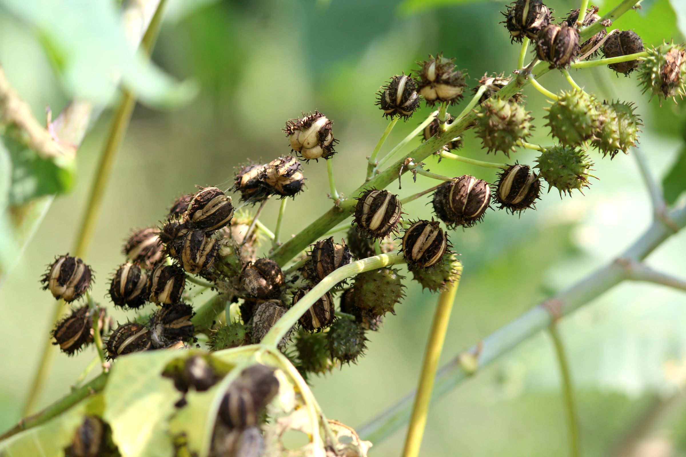 COLLECTING AYURVEDIC PLANTS : 18 Steps - Instructables